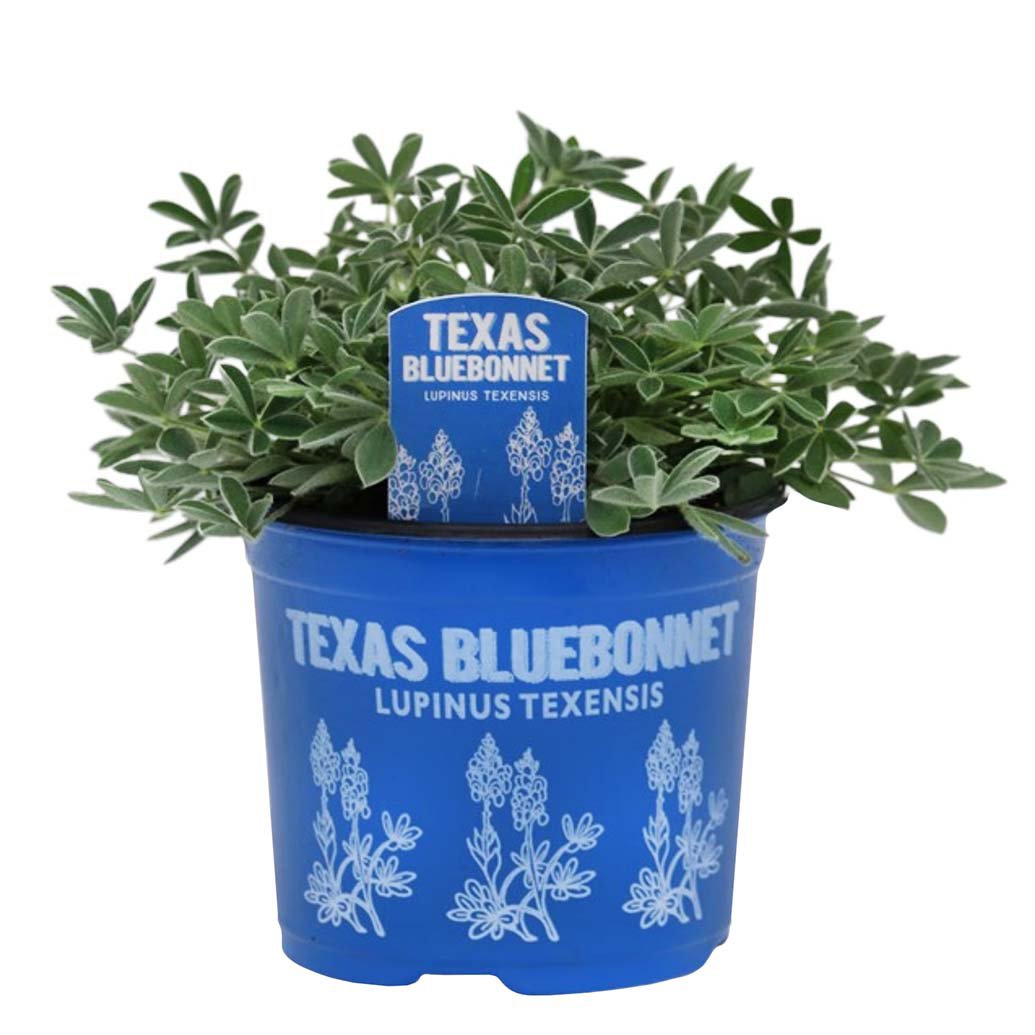 Spring Creek Growers Texas Bluebonnet Potted Plant - Shop Potted plants ...