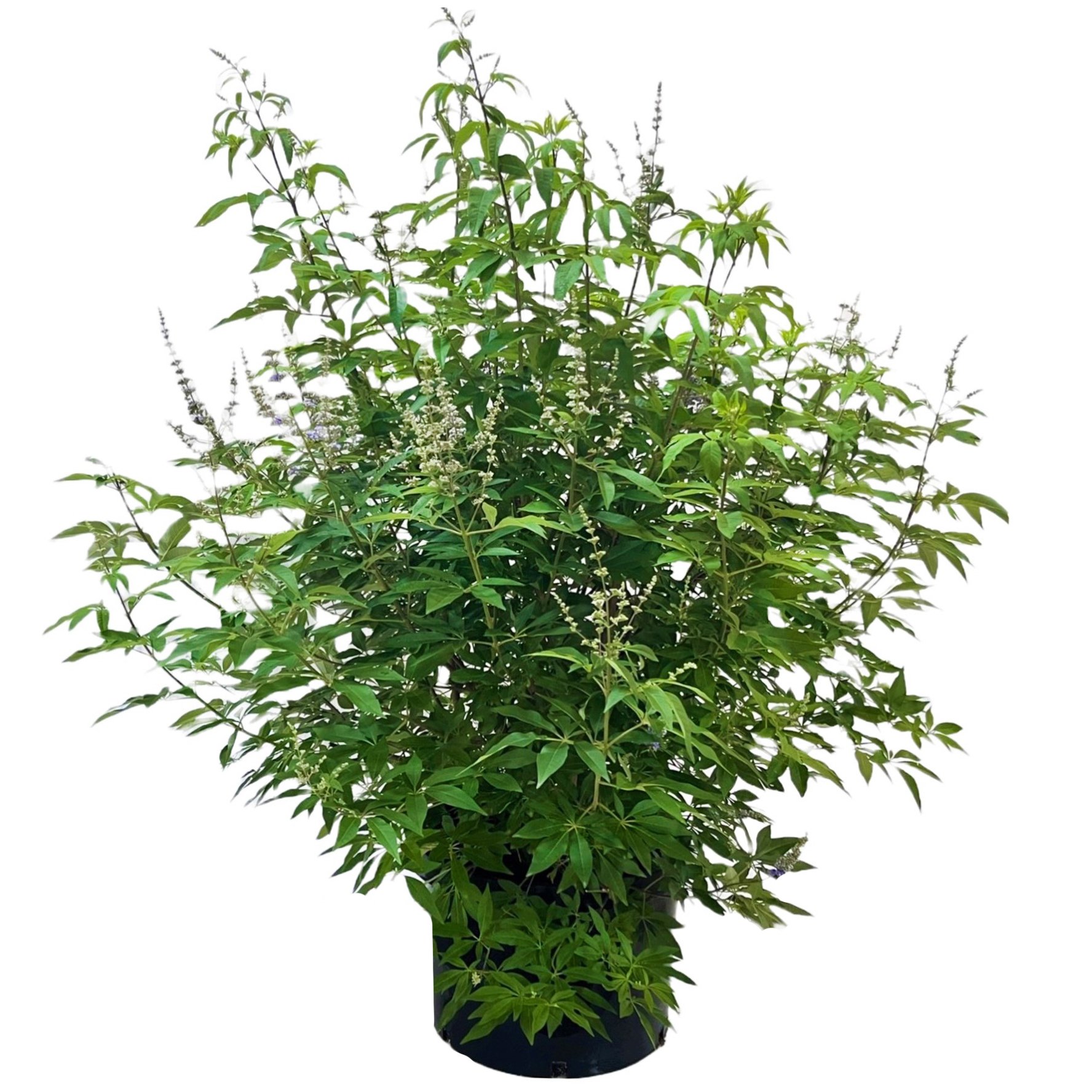 Greenleaf Nursery Shaol Creek Chaste Tree - Shop Potted plants at H-E-B