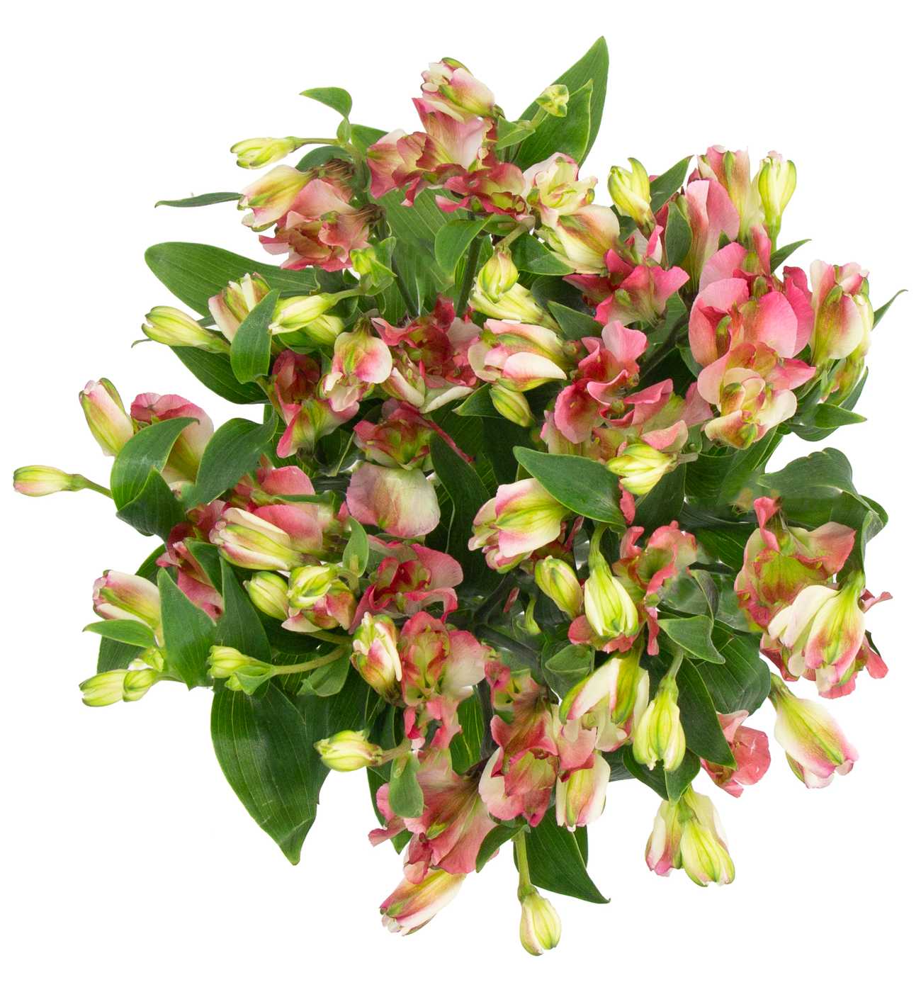 BLOOMS by H-E-B 3 Stem Charmelia - Shop Flowers & arrangements at H-E-B