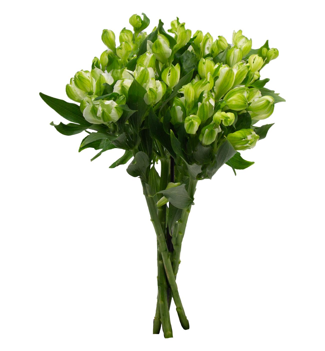 BLOOMS by H-E-B 3 Stem Charmelia - Shop Flowers & arrangements at H-E-B