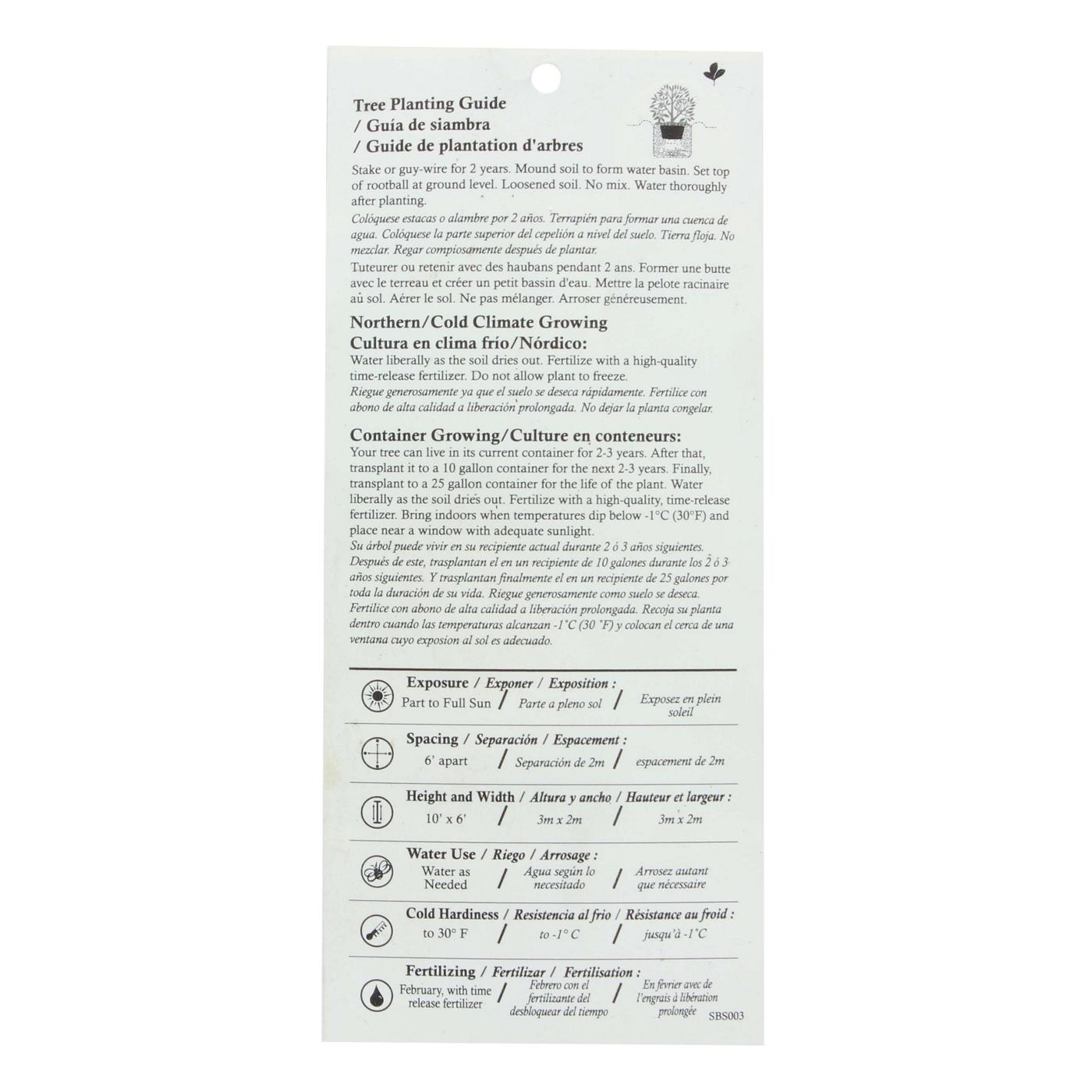 Saxon Becnel & Sons Improved Meyer Lemon Tree - Shop Potted plants at H-E-B