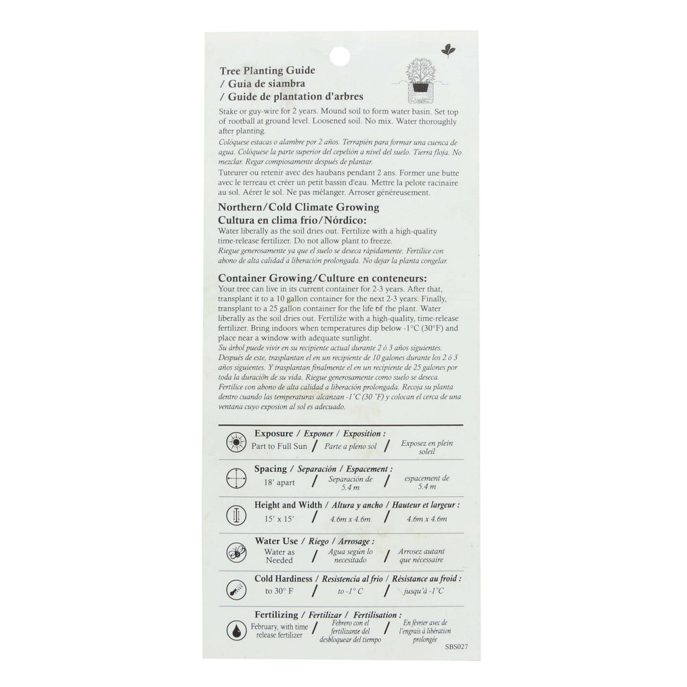 Saxon Becnel & Sons Moro Blood Orange Tree - Shop Potted plants at H-E-B