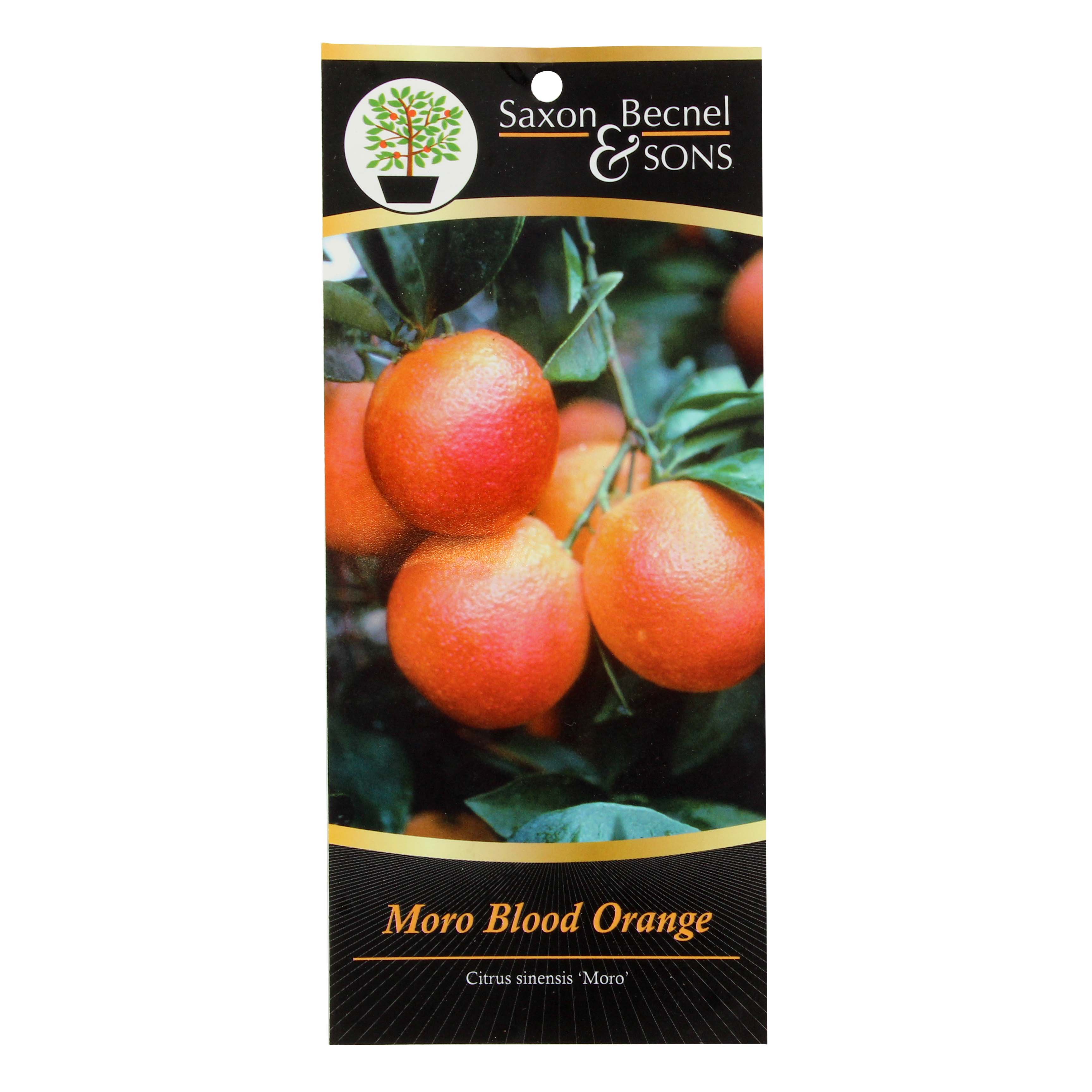 Blood Orange Tree Seeds