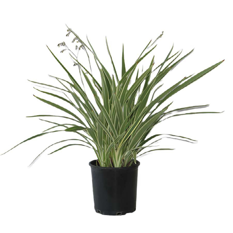 Greenleaf Nursery Variegated Flax Lily - Shop Potted plants at H-E-B