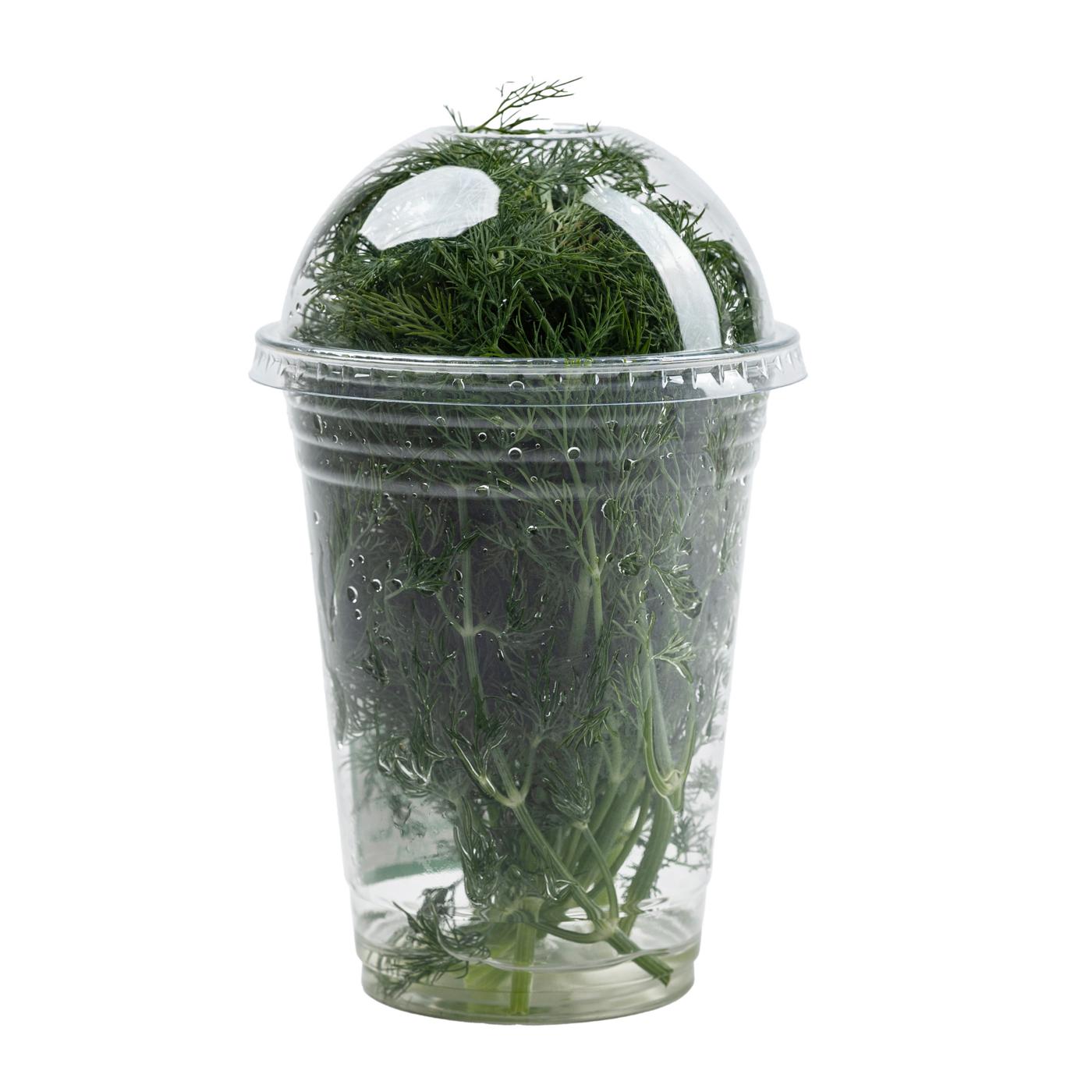 Fresh Aqua-dome Dill - Shop Herbs at H-E-B