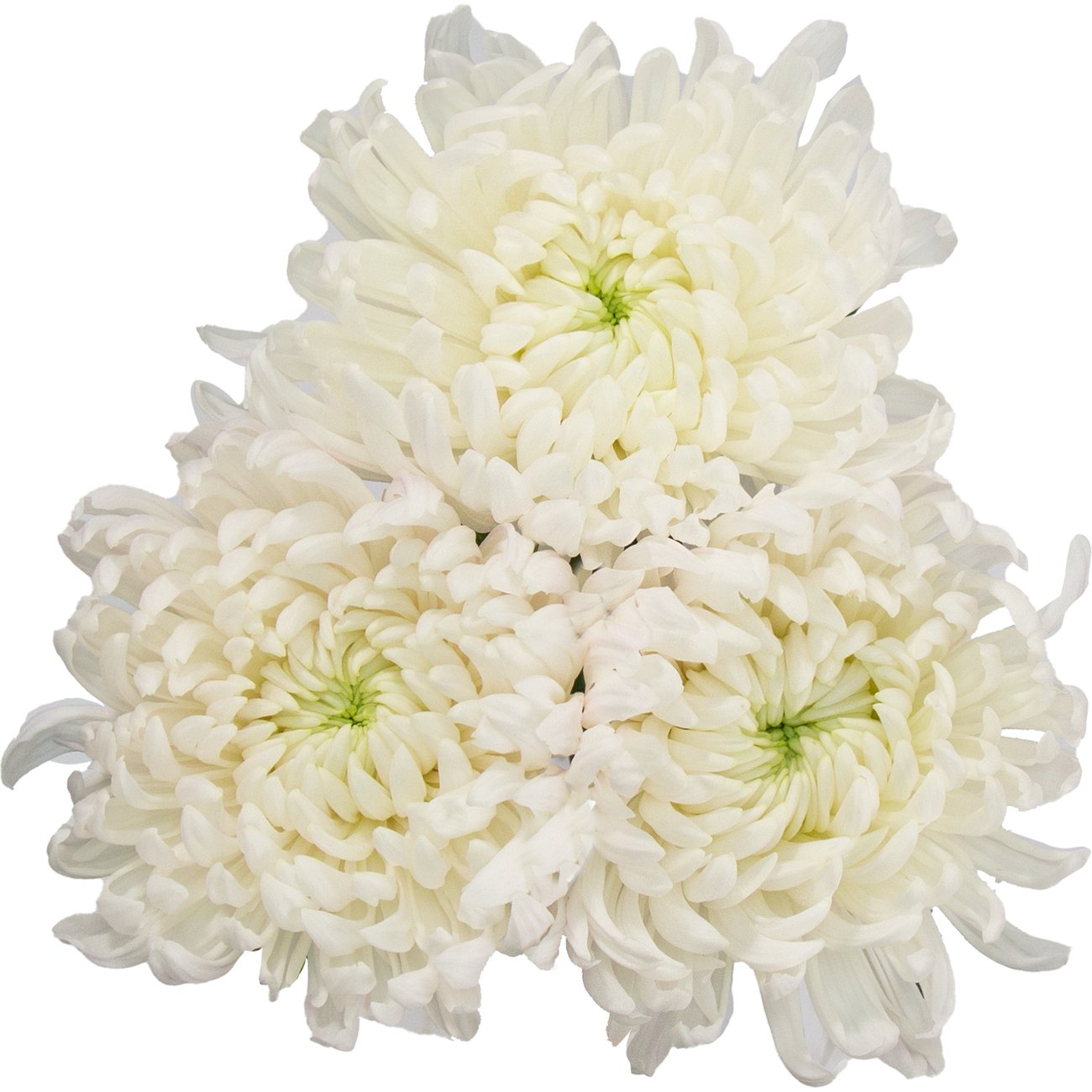 BLOOMS by H-E-B Assorted 3 Stem White Spiders & Cremones - Shop Flowers ...