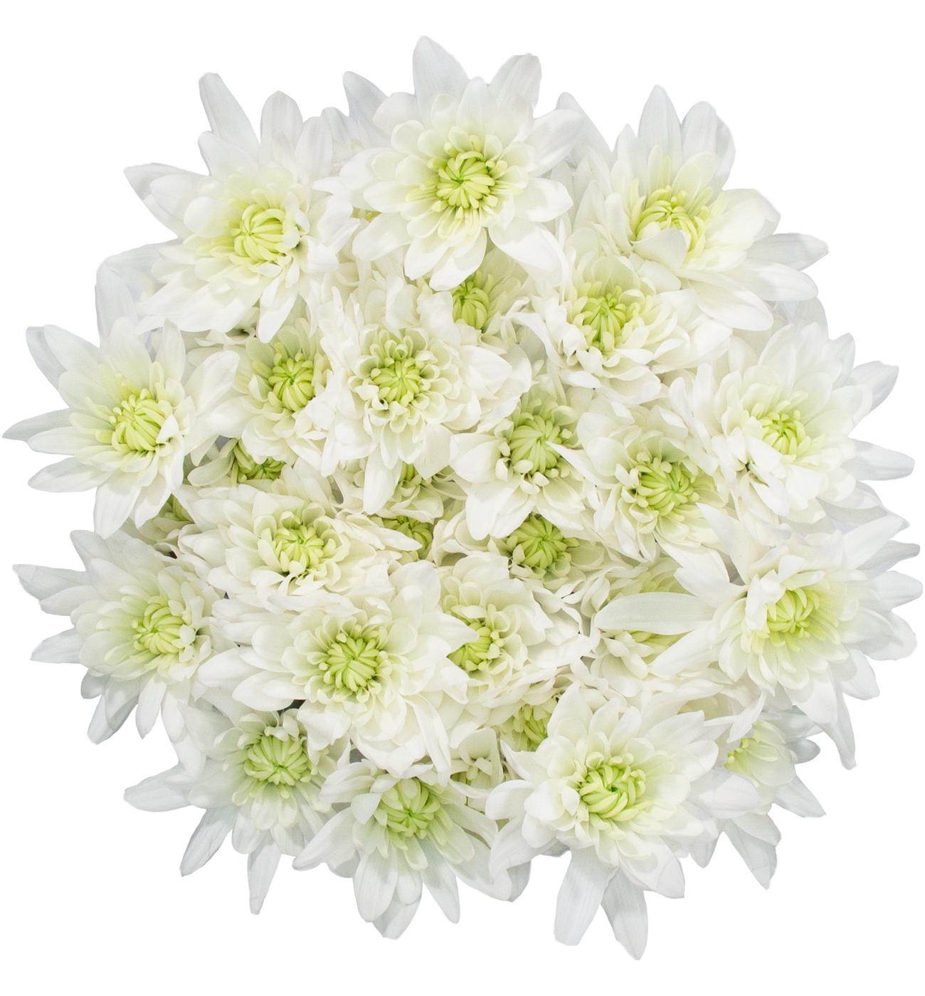 BLOOMS by H-E-B 4 Stem White Poms - Shop Flowers & arrangements at H-E-B