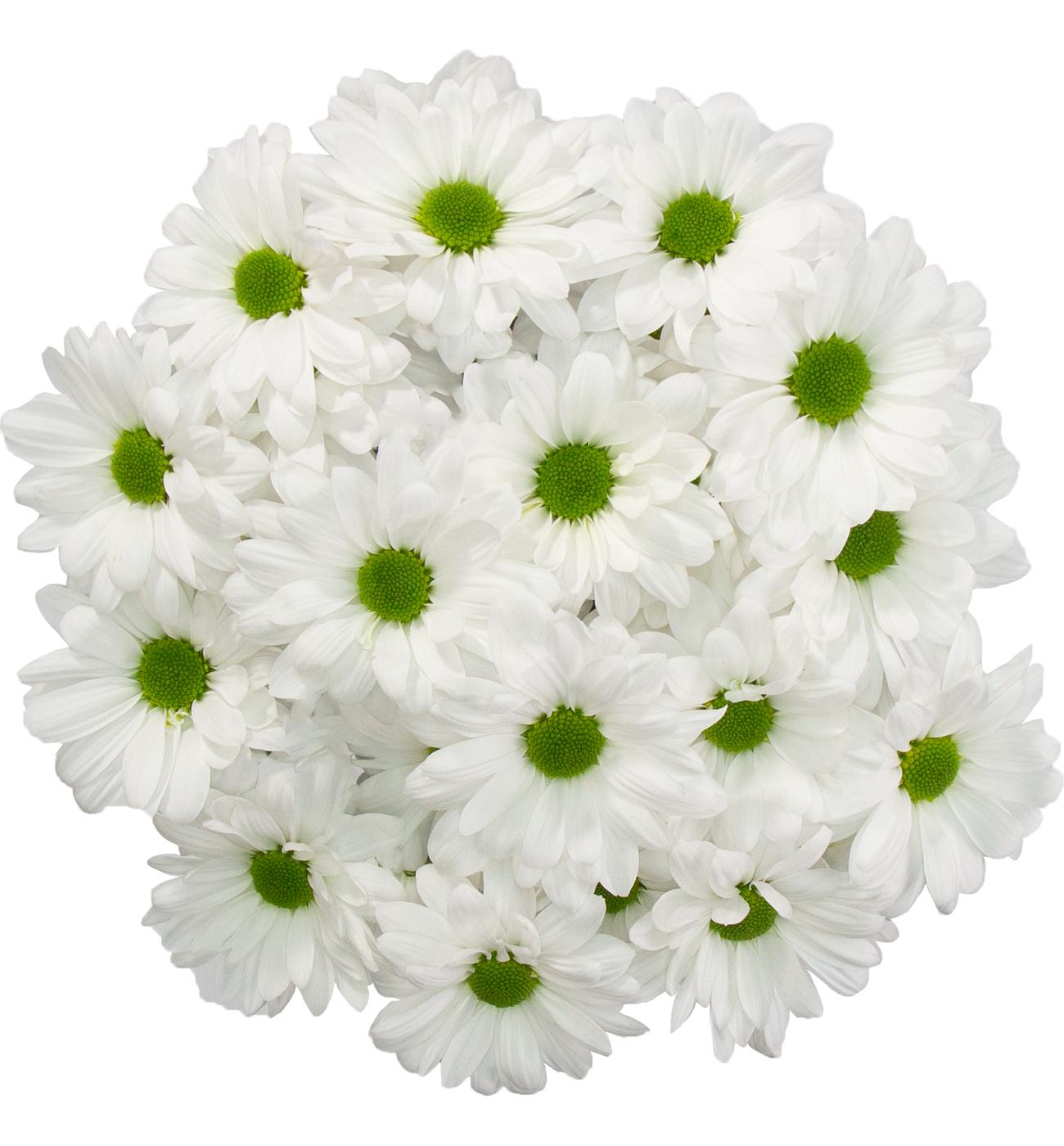 BLOOMS by H-E-B 4 Stem White Poms - Shop Flowers & arrangements at H-E-B