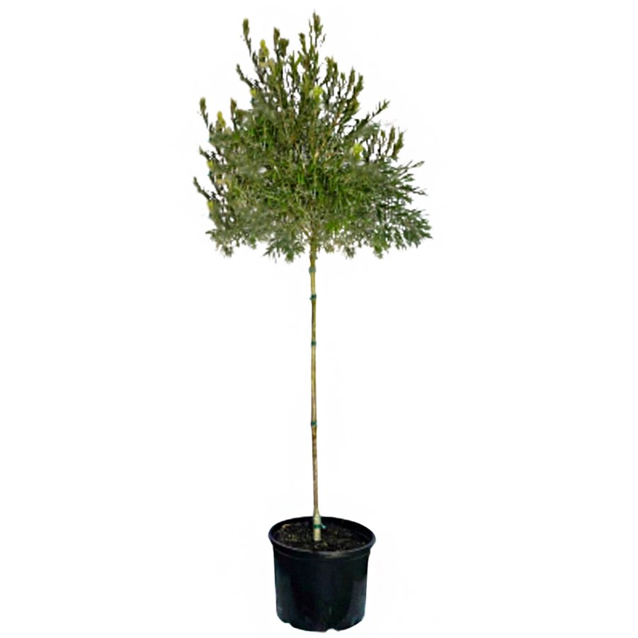 Greenleaf Nursery Hanna Ray Weeping Bottlebrush Tree - Shop Potted ...
