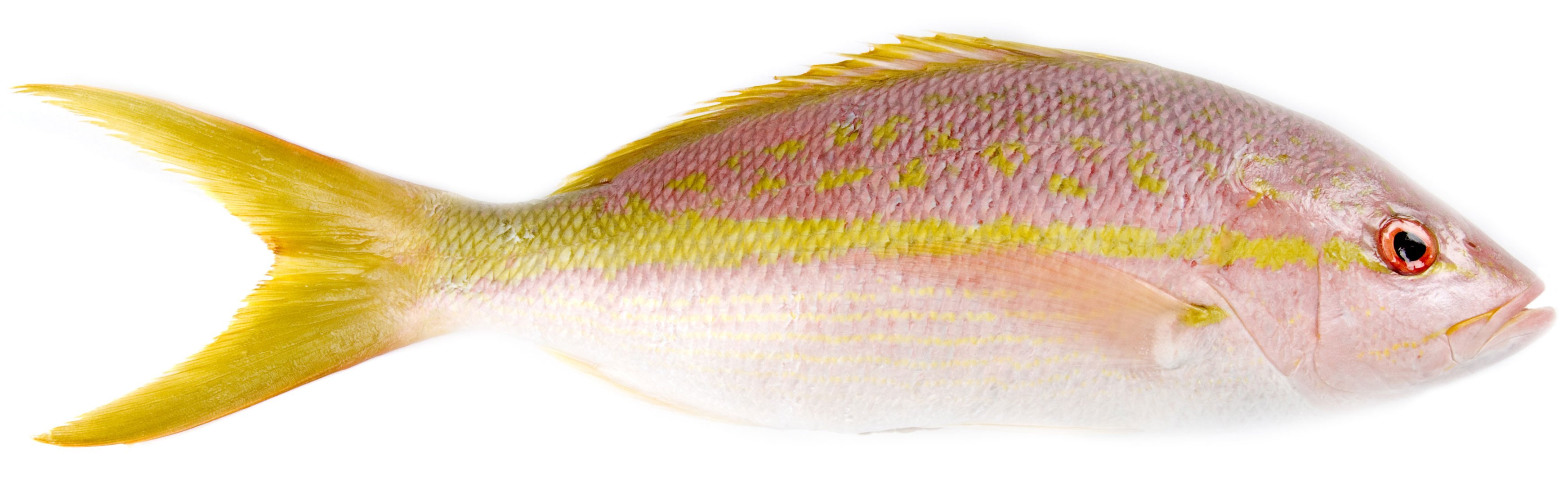 Whole Yellowtail Snapper - Shop Fish at H-E-B