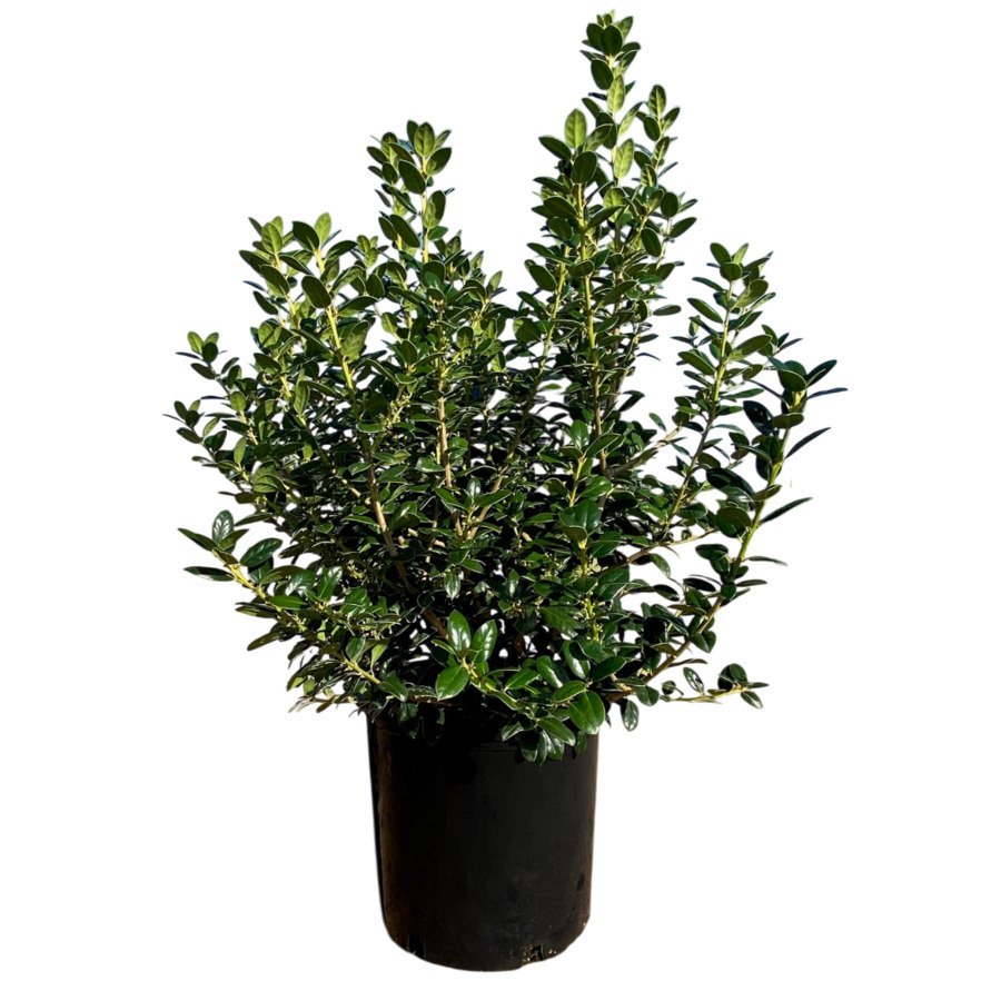 Greenleaf Nursery Dwarf Burford Holly - Shop Potted plants at H-E-B