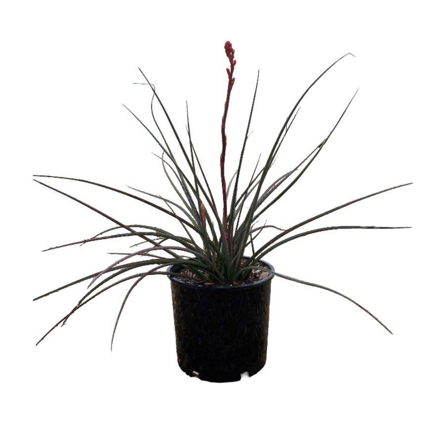 Yucca - Red - Shop Potted plants at H-E-B