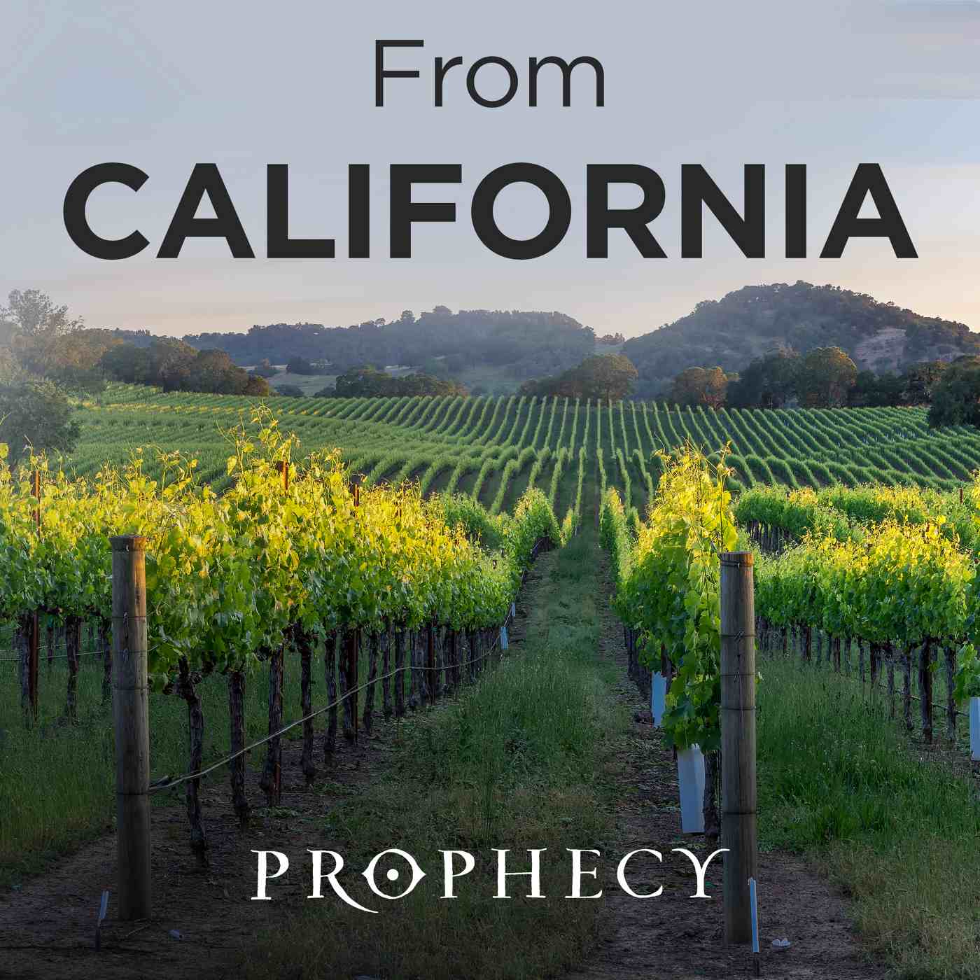 Prophecy Pinot Noir California Red Wine - Shop Wine at H-E-B