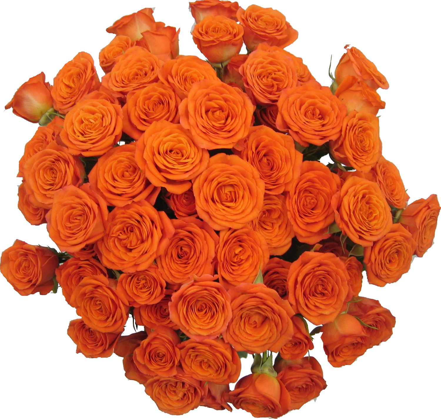 Central Market Spray Roses, 10 Stem Bunch | Central Market - Really ...