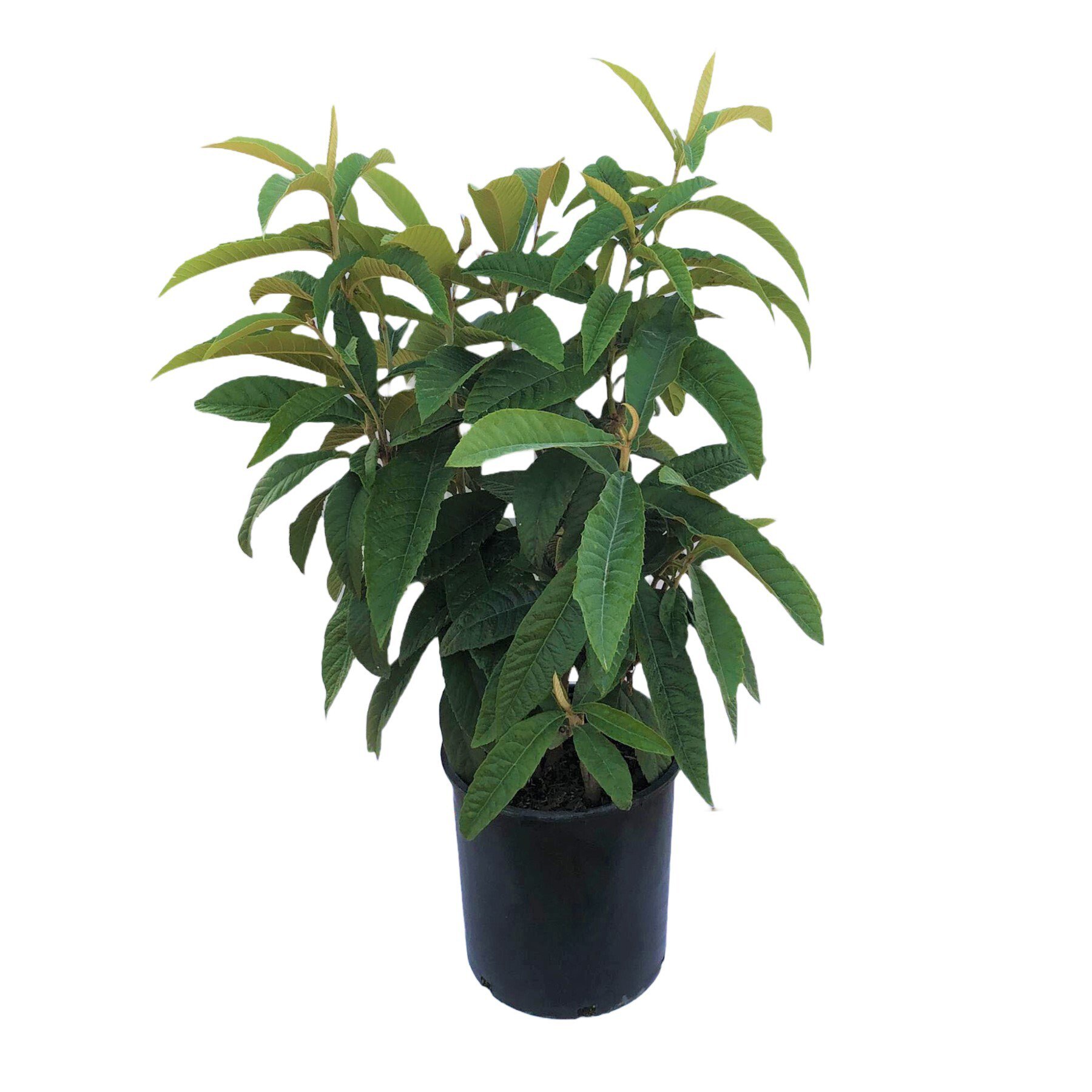 Greenleaf Nursery Loquat Tree - Shop Potted plants at H-E-B