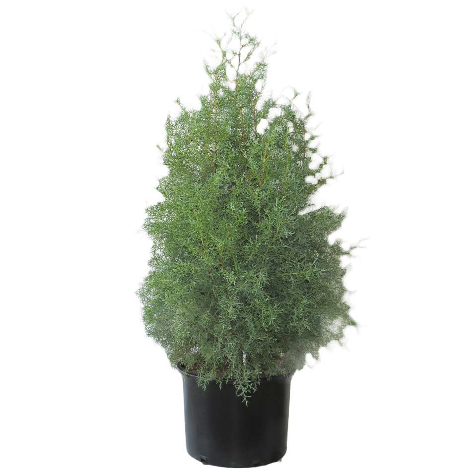 Greenleaf Nursery Arizona Carolina Sapphire Cypress Potted Plant - Shop ...