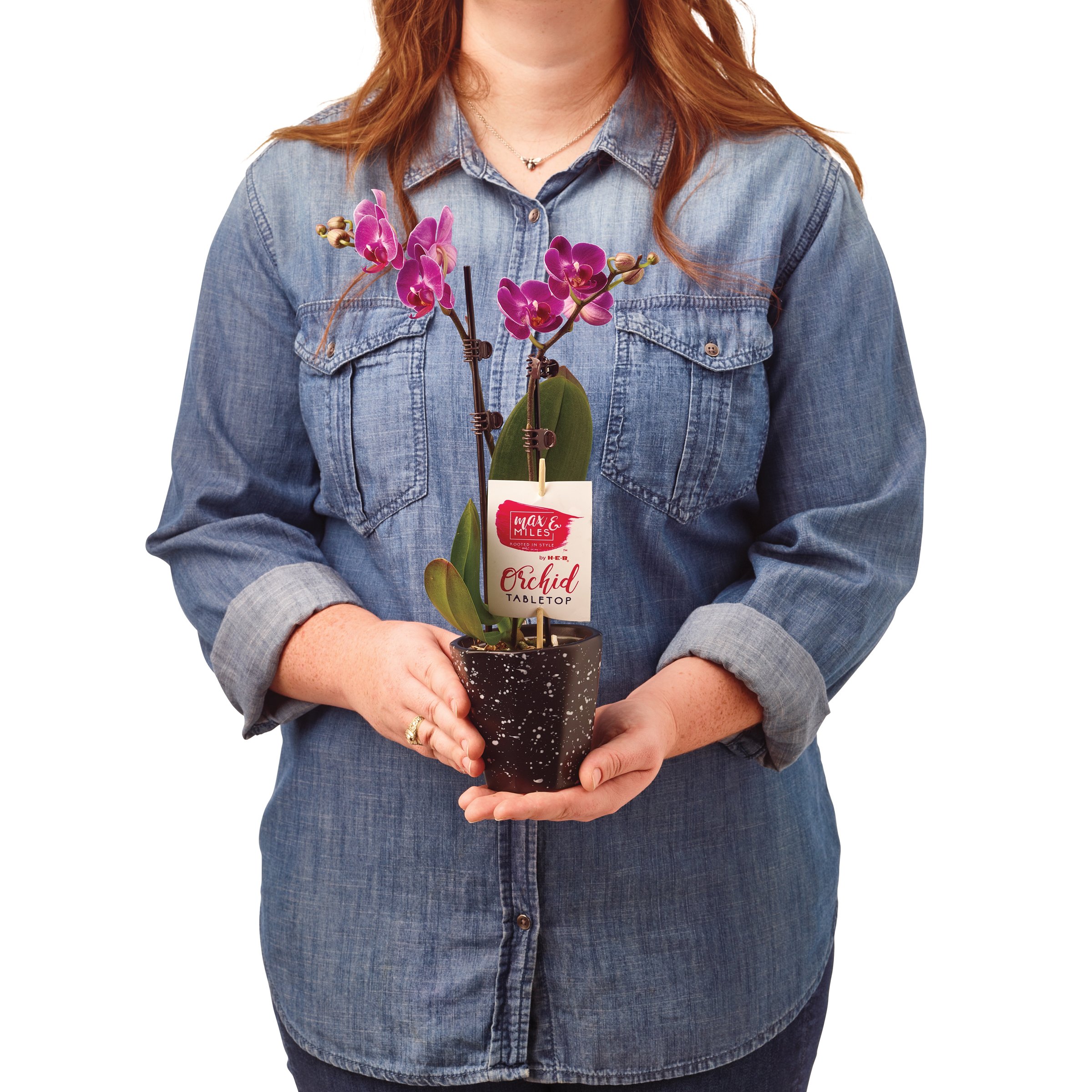 Max & Miles Tabletop Orchid - Shop Flowers & arrangements at H-E-B