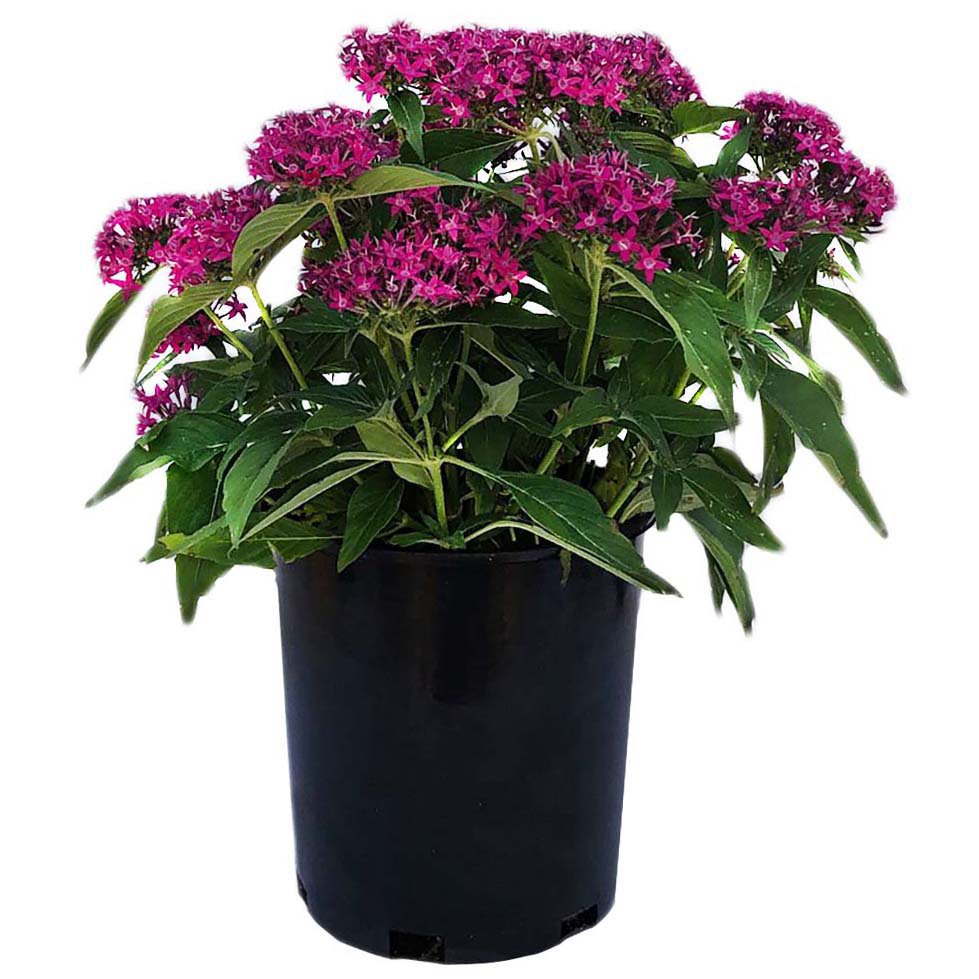 Spring Creek Growers Lucky Star Violet Pentas Potted Plant - Shop Patio ...