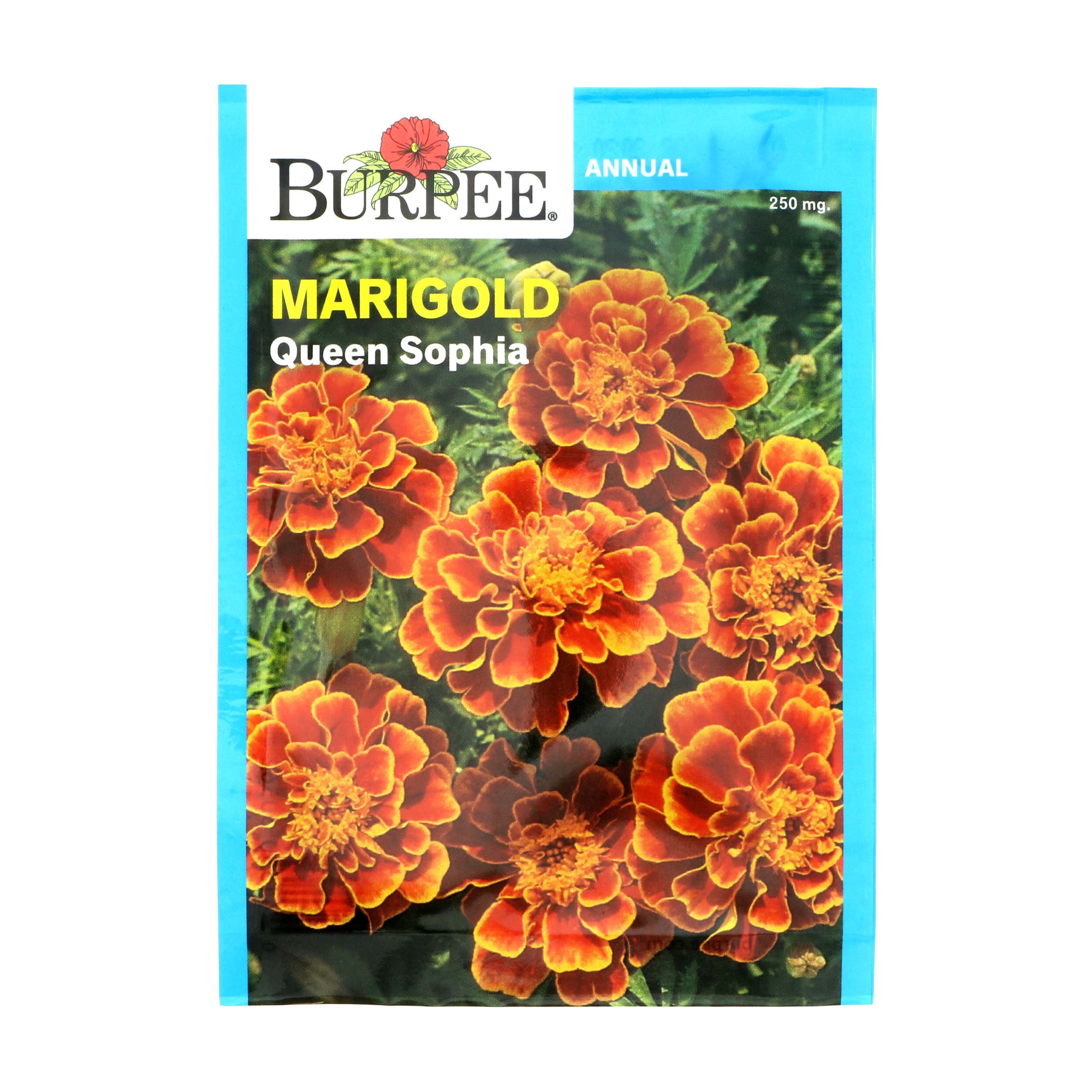 Burpee Marigold, Queen Sophia Flower Seeds - Shop Seeds at H-E-B