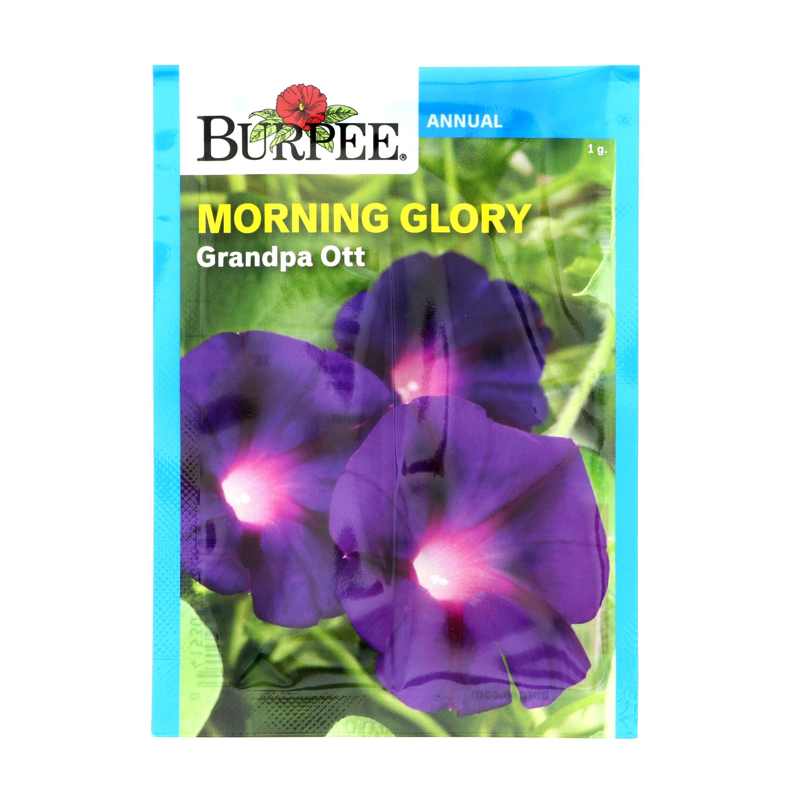 Burpee Morning Glory, Grandpa Ott Seeds - Shop Seeds at H-E-B