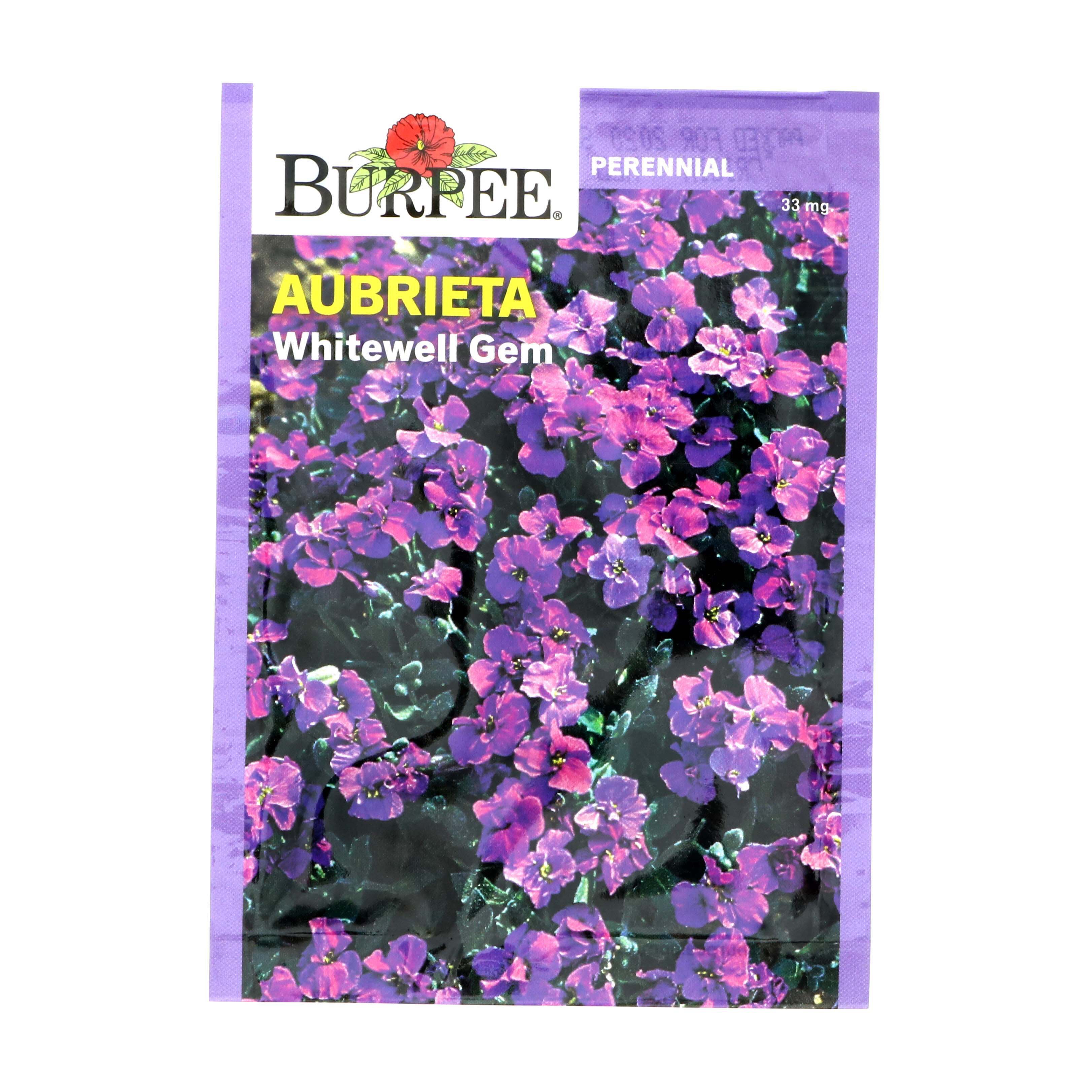 Burpee Aubrieta, Whitewell Gem Seeds - Shop Patio & Outdoor at H-E-B