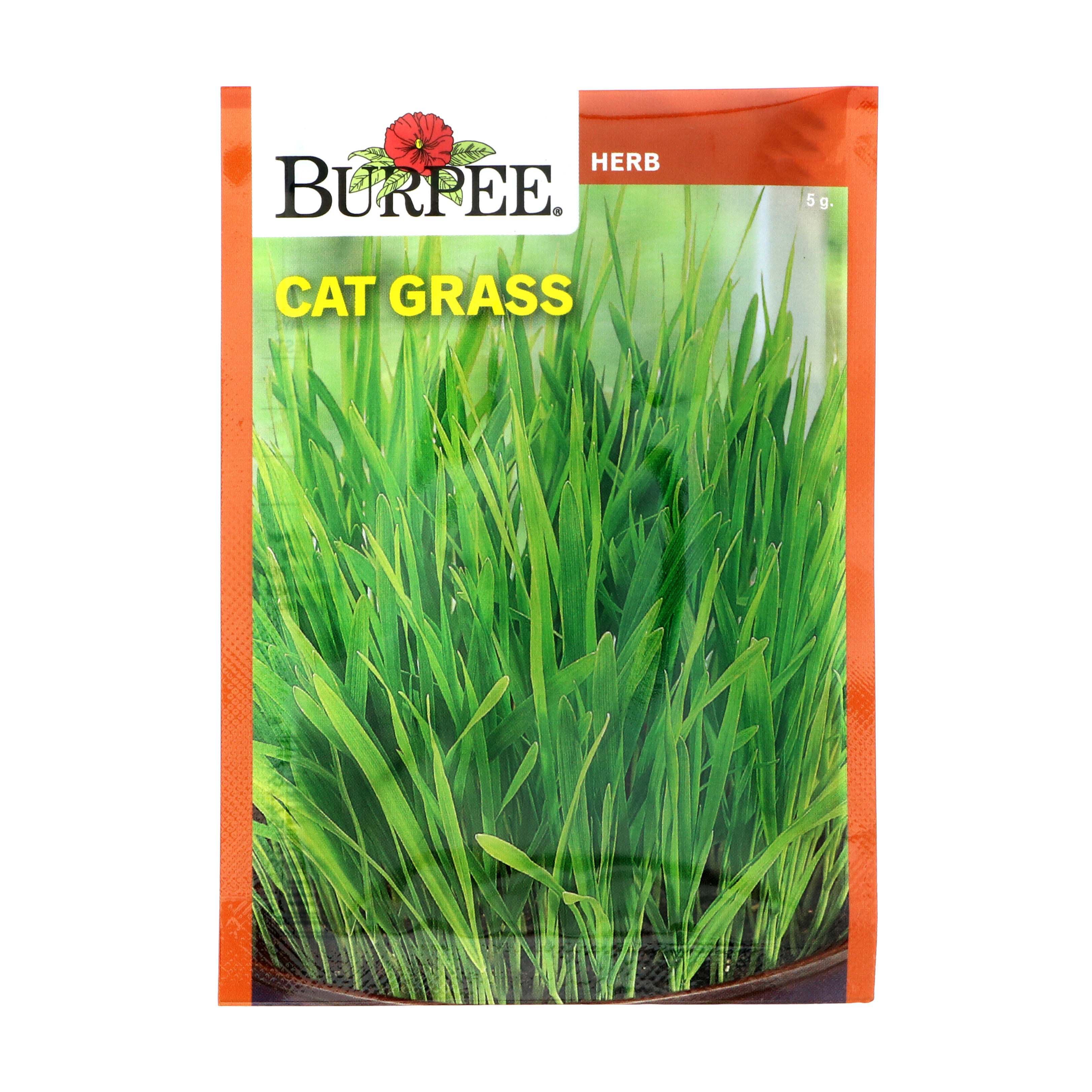 Burpee Cat Grass Seeds Vegetable Seeds - Shop Seeds at H-E-B