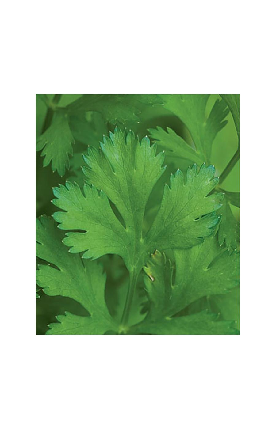 Burpee Cilantro Seeds - Shop Seeds at H-E-B