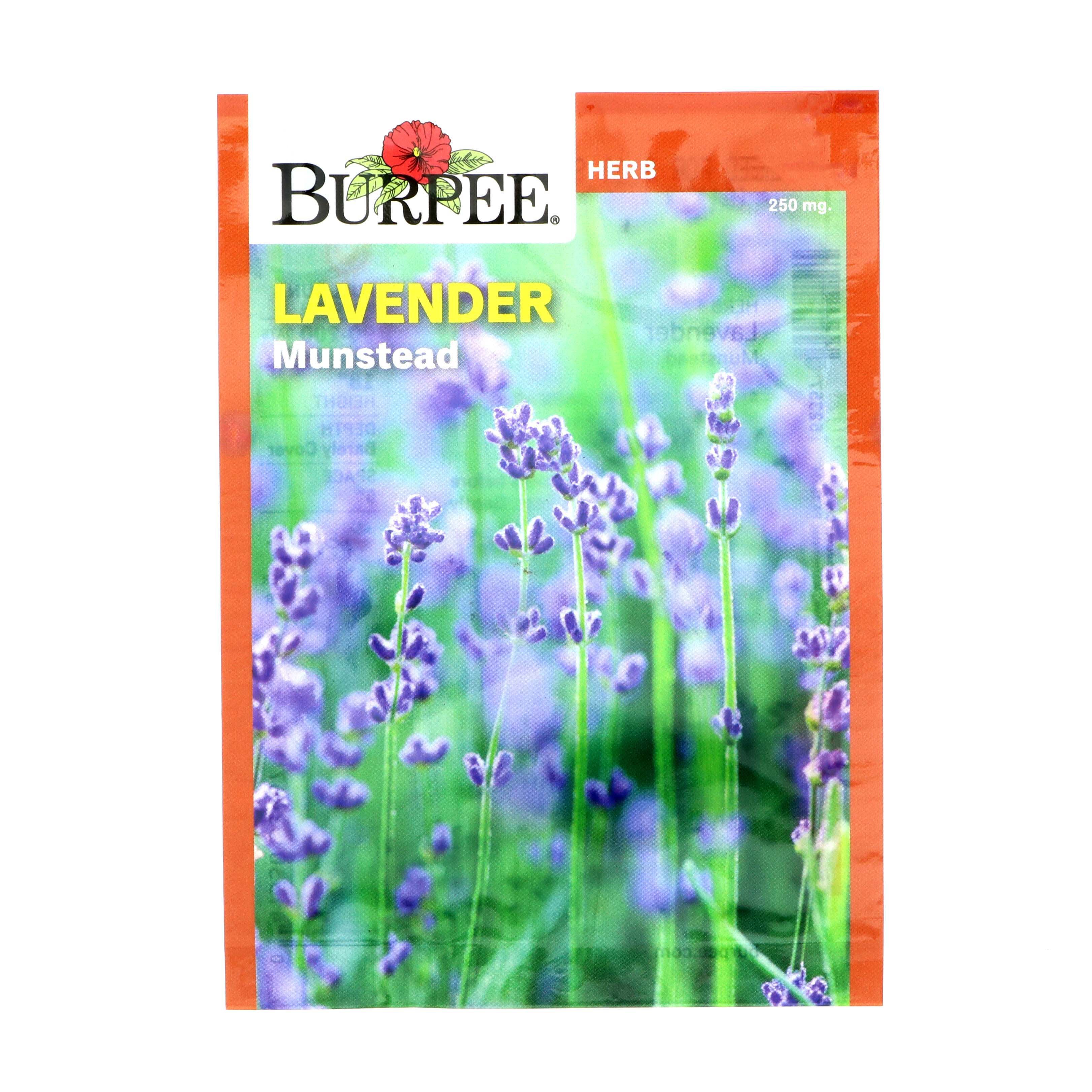 Burpee Lavender Munstead Herb Seeds - Shop Patio & Outdoor at H-E-B
