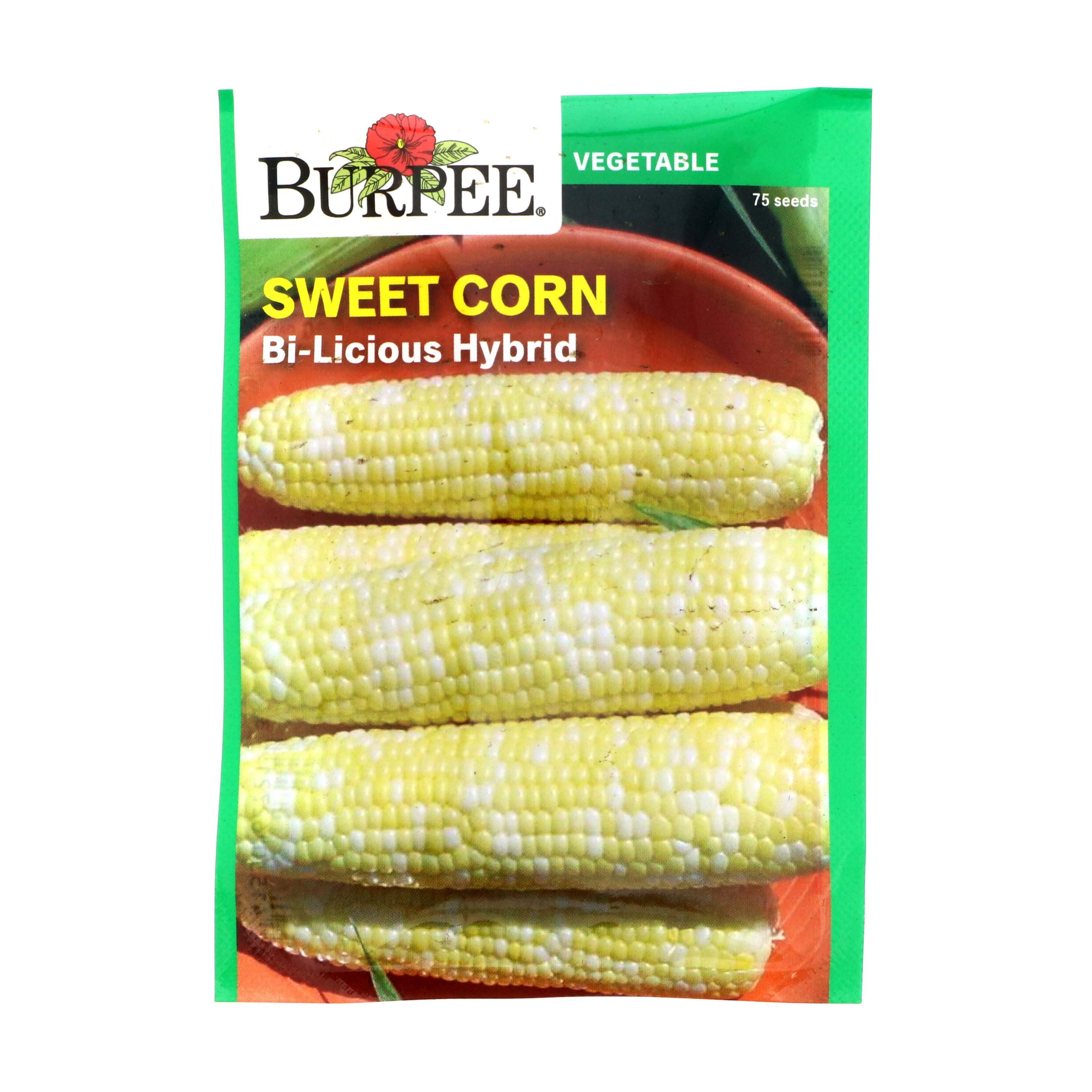 Burpee Sweet Corn Bi-Licious Hybrid Vegetable Seeds - Shop Seeds at H-E-B