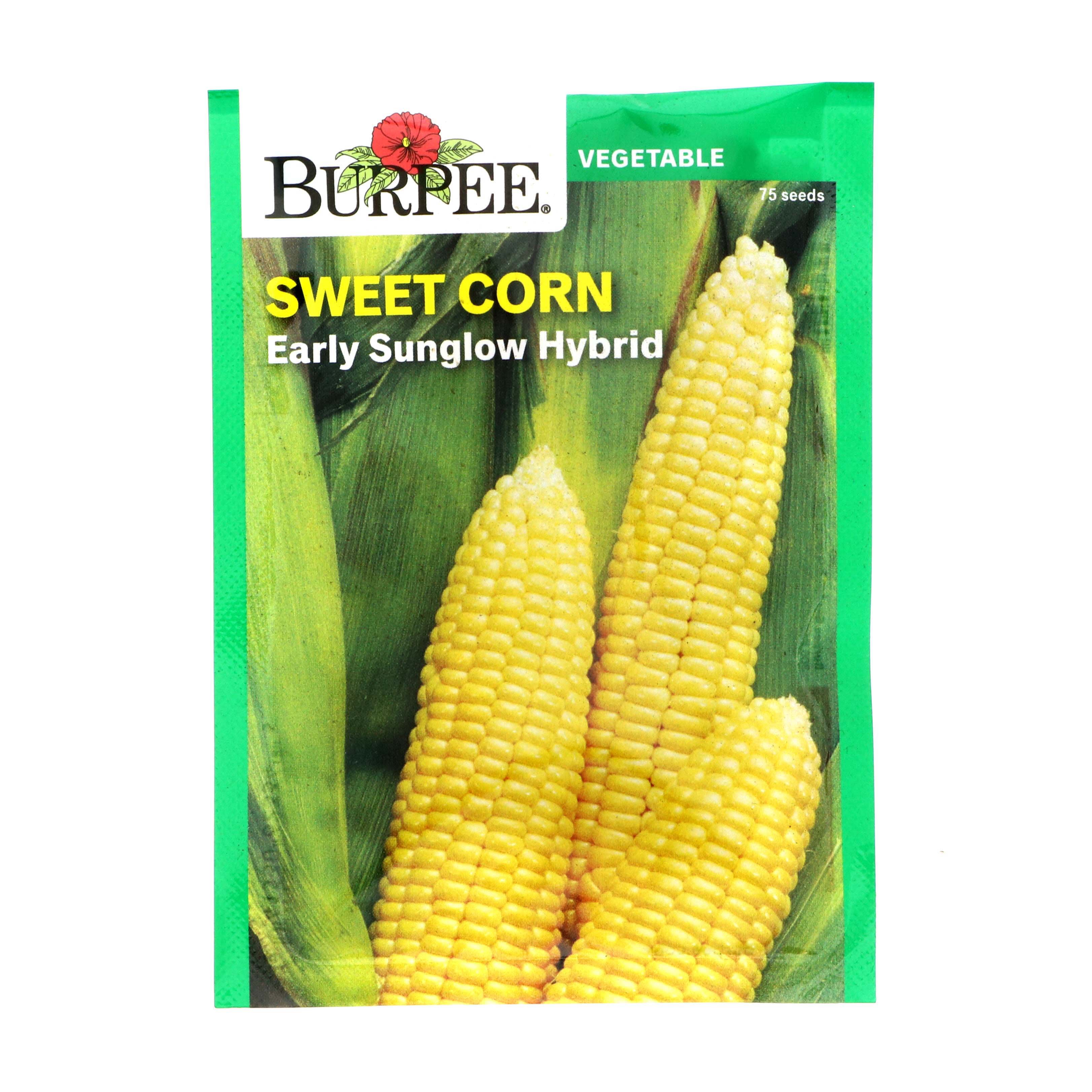 Burpee Sweet Corn Early Sunglow Hybrid Vegetable Seeds - Shop Seeds at ...