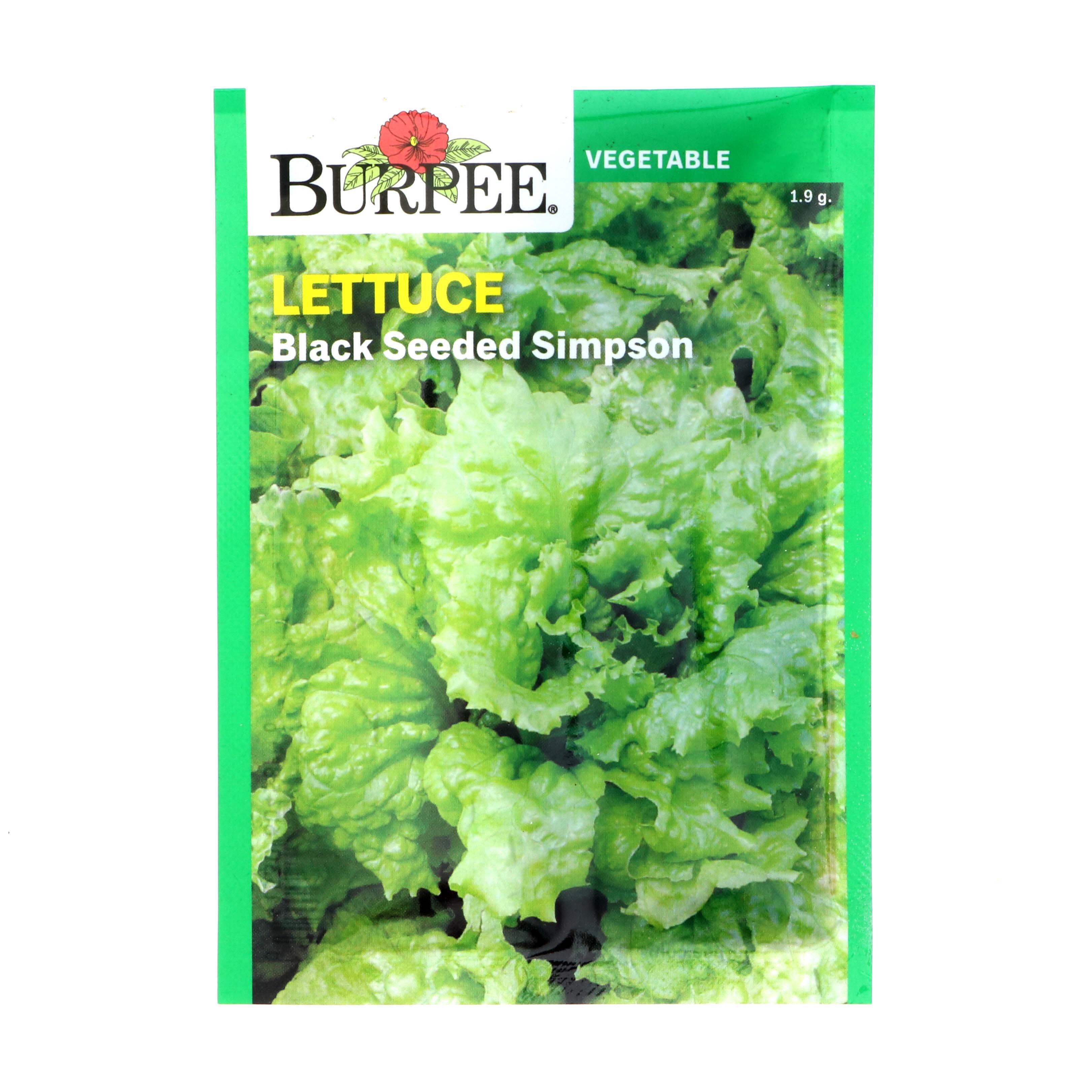 Burpee Black Seeded Simpson Lettuce Seeds - Shop Seeds at H-E-B
