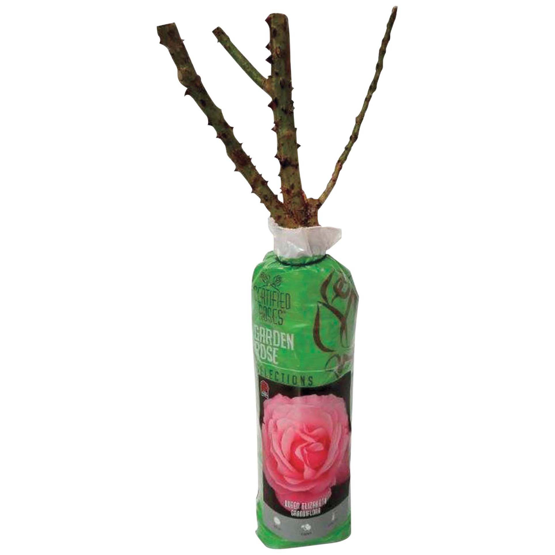 Certified Roses Dormant Queen Elizabeth - Shop Potted plants at H-E-B