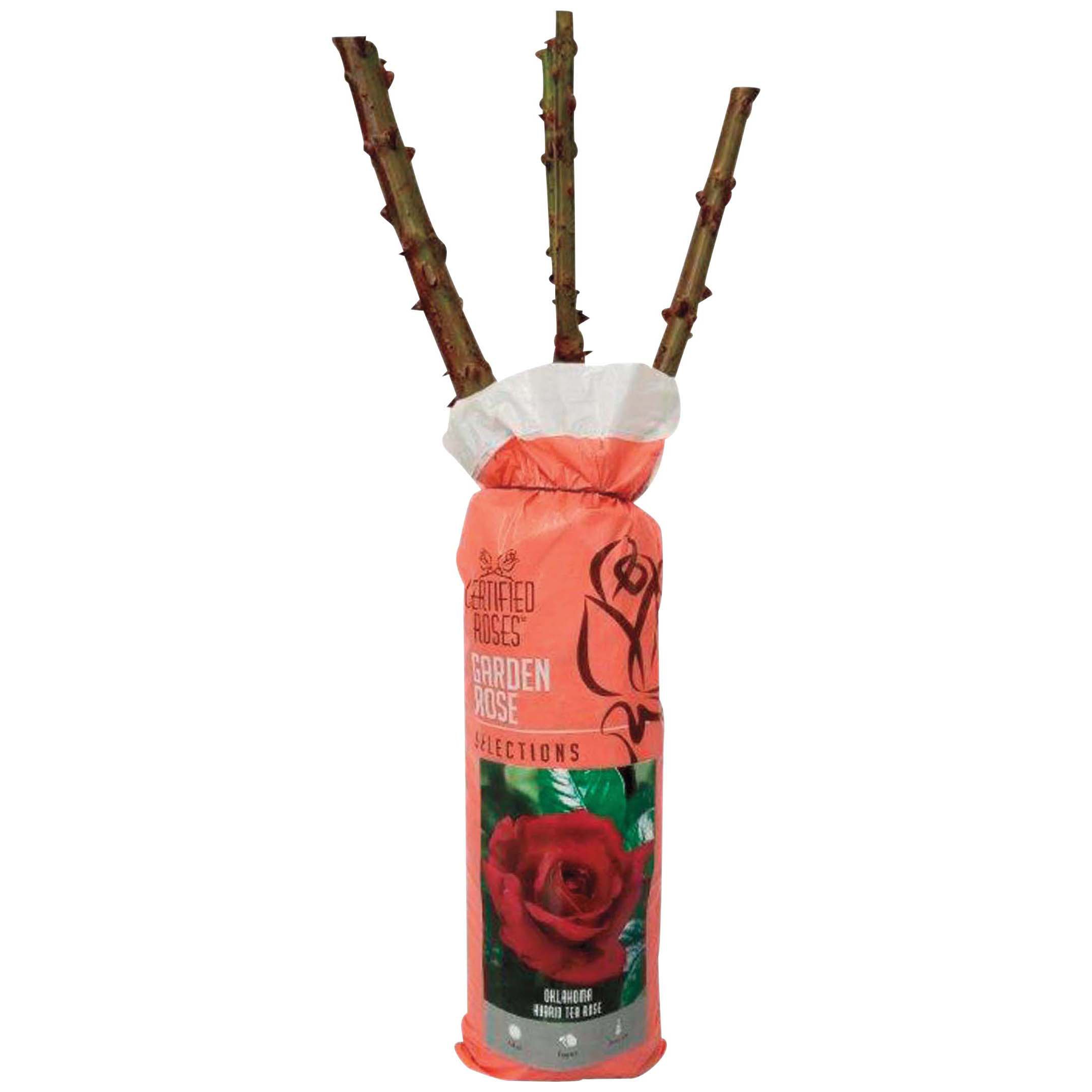 Certified Roses Dormant Oklahoma Tea Rose - Shop Potted Plants at H-E-B