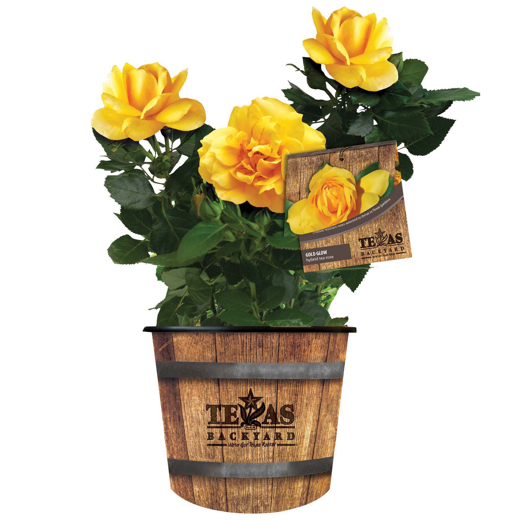 H-E-B Texas Backyard Rose - Shop Potted plants at H-E-B