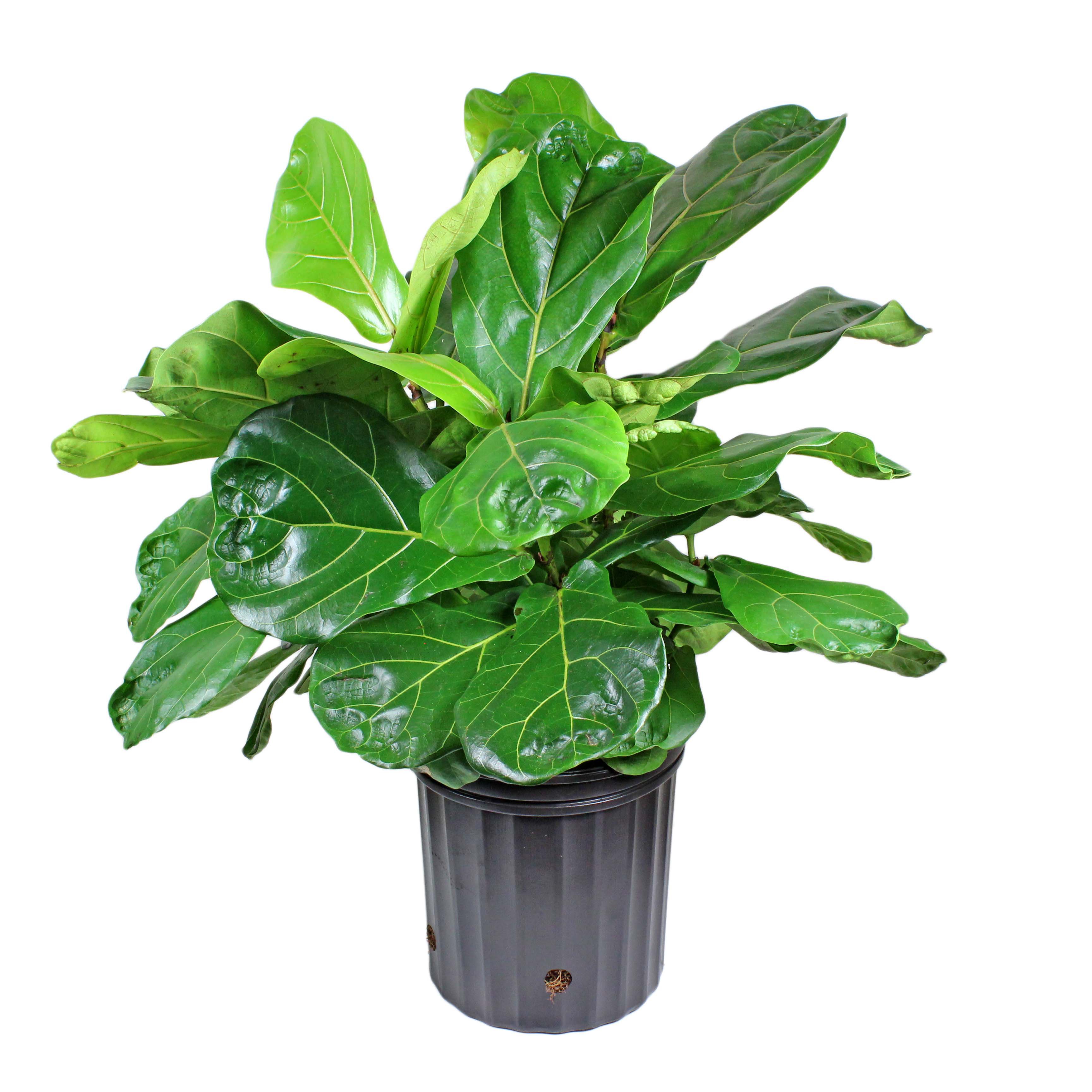 United Nursery Fiddle Leaf Fig Potted Plant - Shop Potted plants at H-E-B