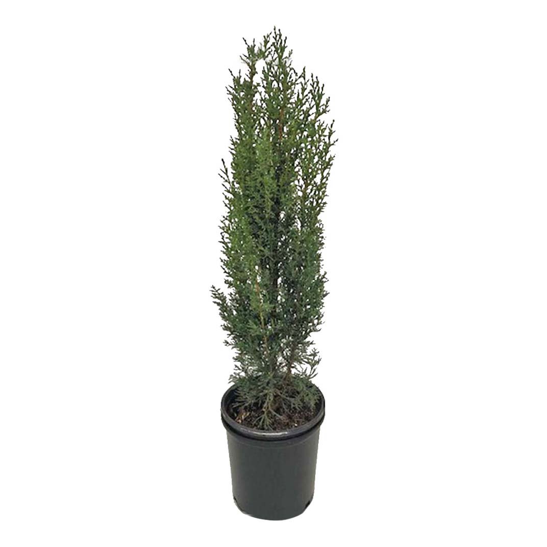 Pencil Pine Cypress, Cupressus Sempervirens, 58% OFF
