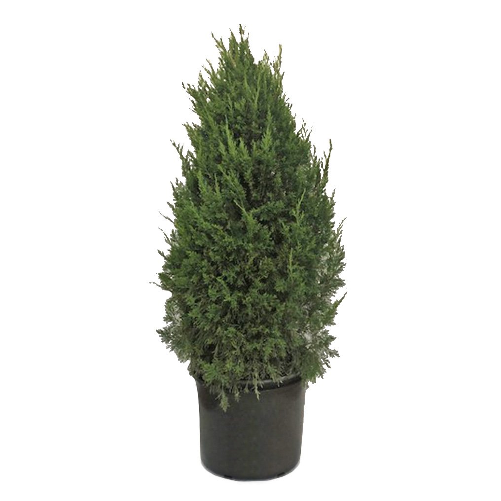 Greenleaf Nursery Brodie Juniper - Shop Potted Plants at H-E-B