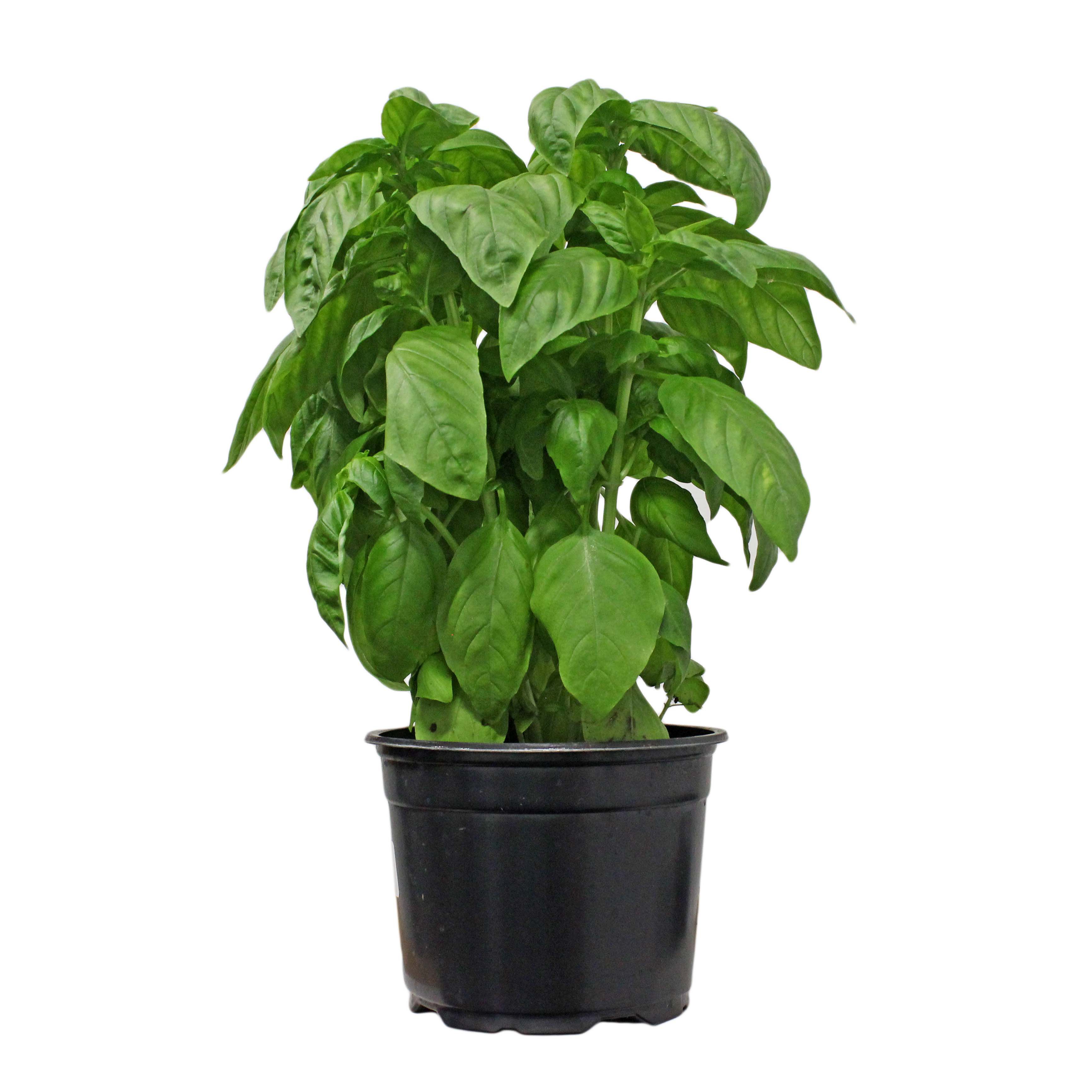 H-E-B Sweet Basil - Shop Potted plants at H-E-B