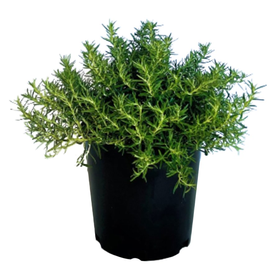 Greenleaf Nursery Huntington Carpet Rosemary - Shop Potted plants at H-E-B