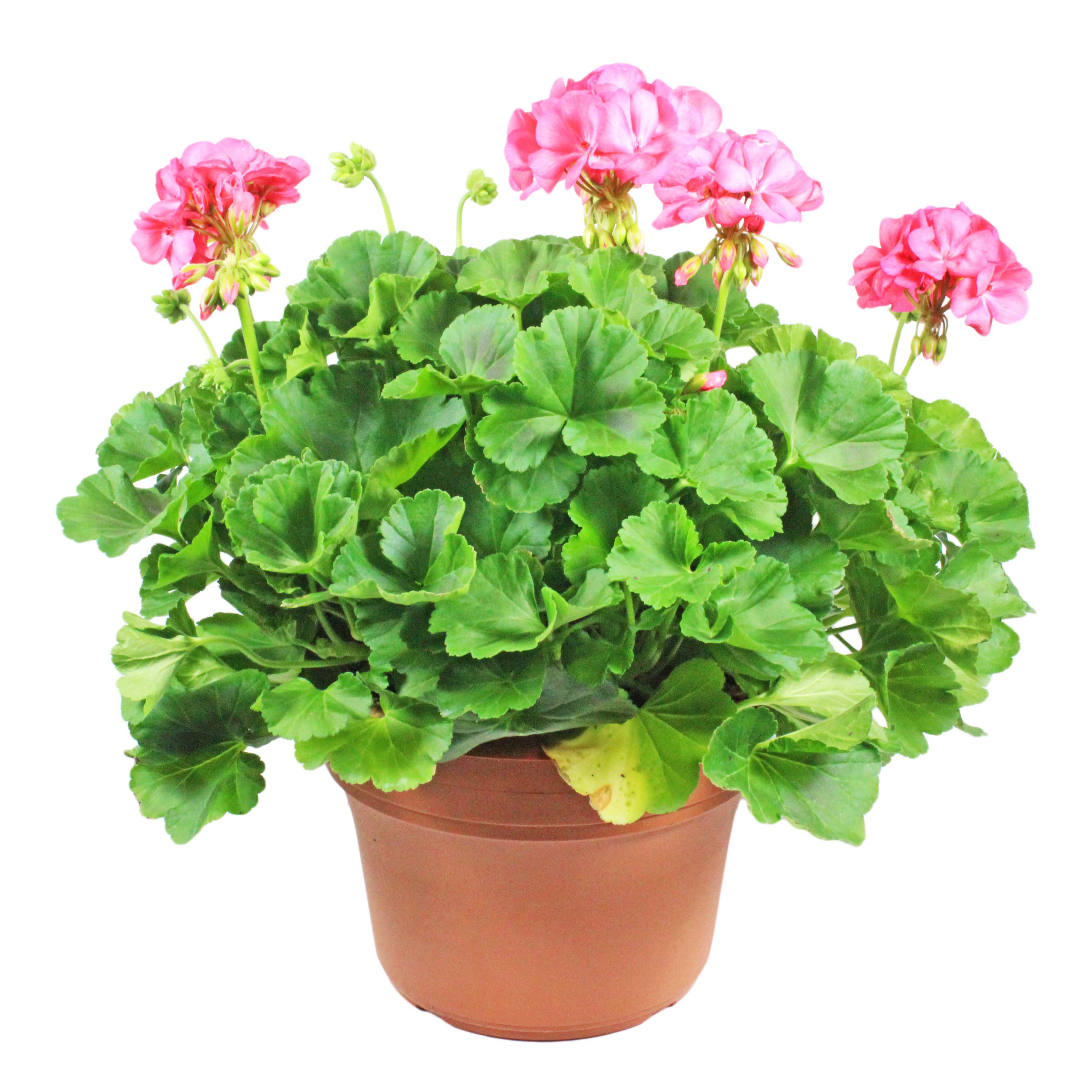 H-E-B Texas Roots Geranium - Shop Potted plants at H-E-B