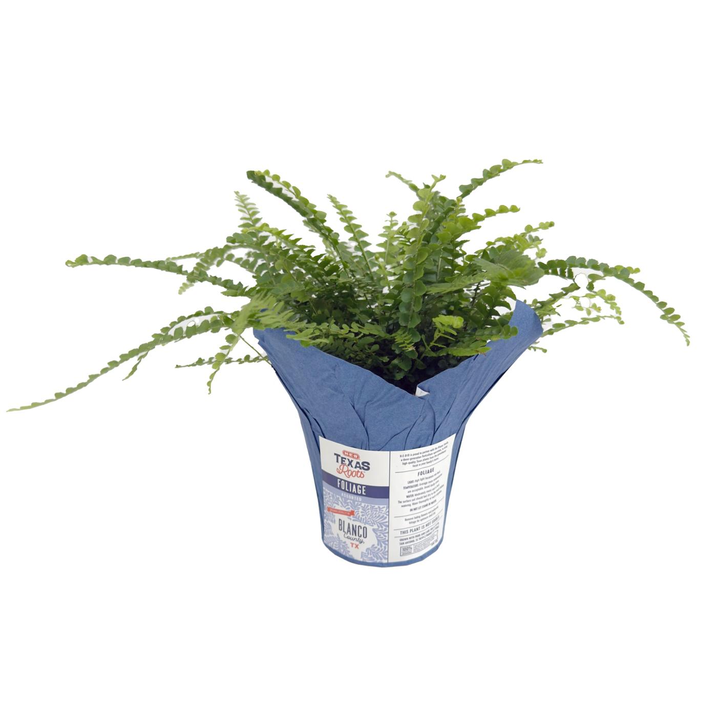 H-E-B Texas Roots Upgrade Blooming - Shop Potted plants at H-E-B