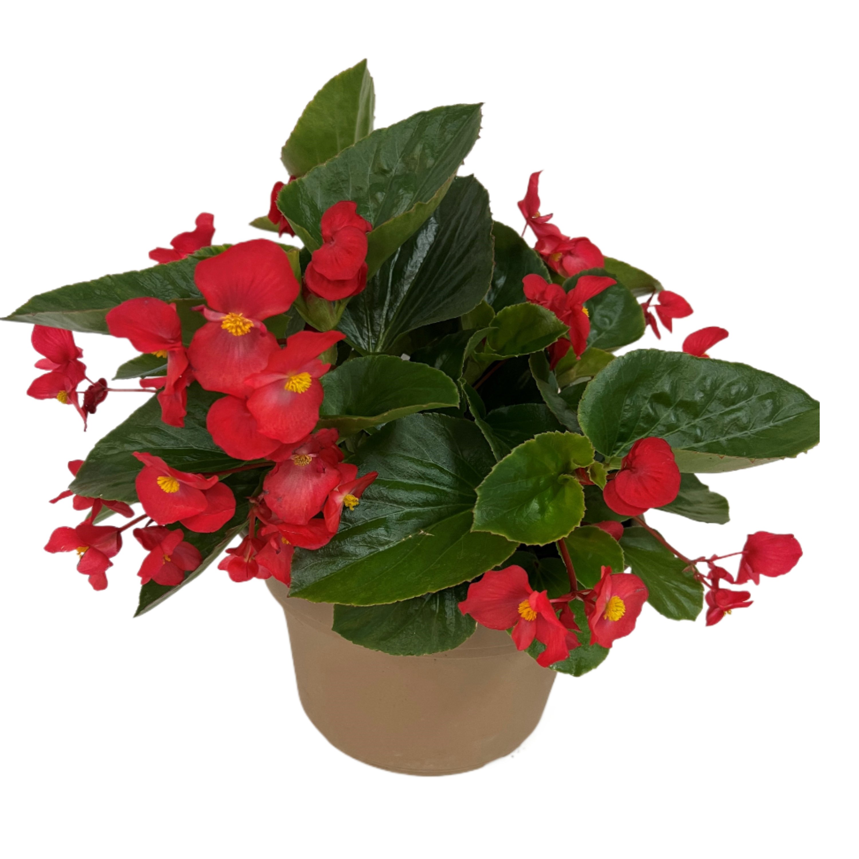 H-E-B Texas Roots Whopper Begonia - Red - Shop Potted plants at H-E-B