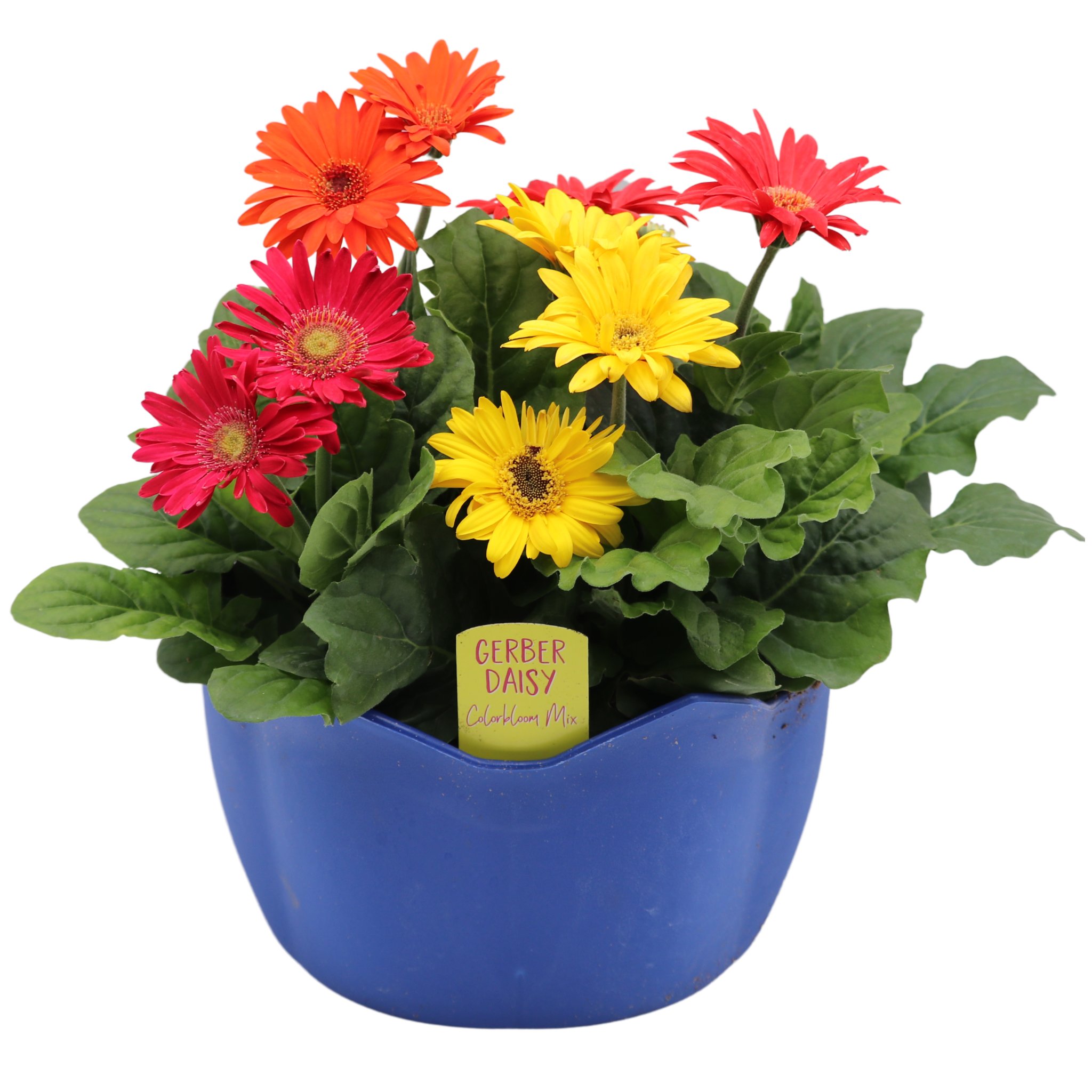 Spring Creek Growers Gerber Combo Mix with Bowl - Shop Potted plants at ...