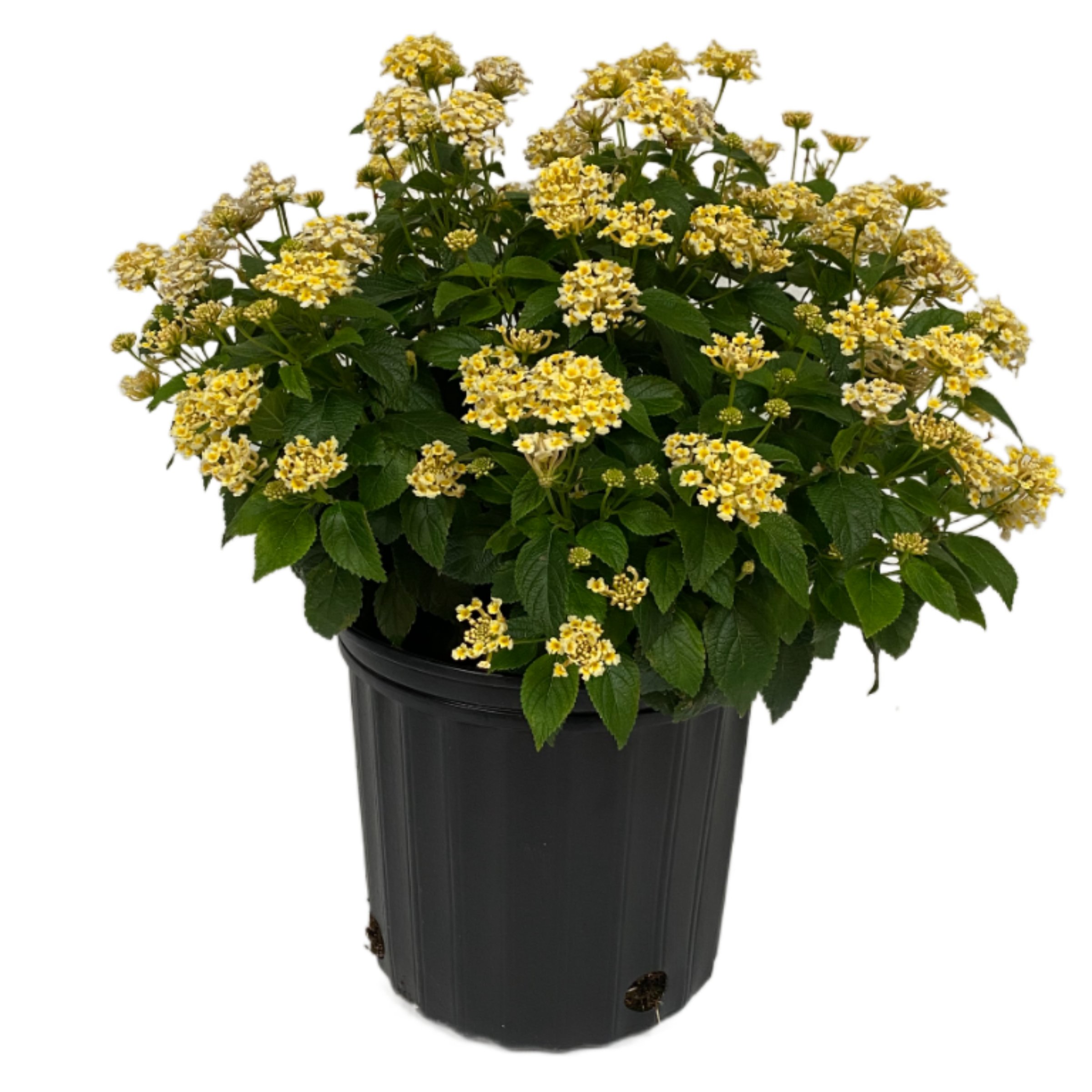 H-E-B Texas Roots Lantana - Shop Potted plants at H-E-B