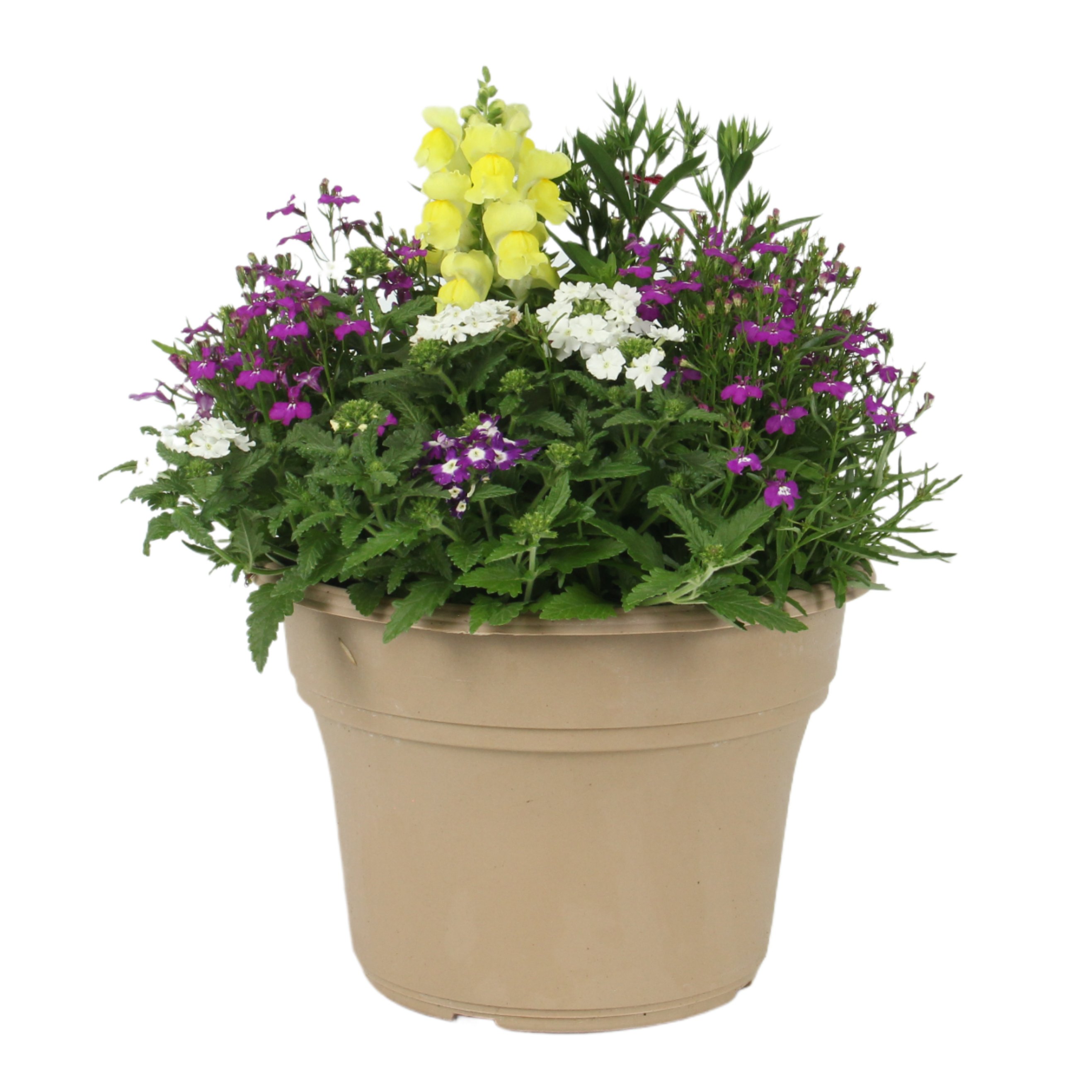 H-E-B Texas Roots Color Garden Combo Plant - Shop Potted plants at H-E-B