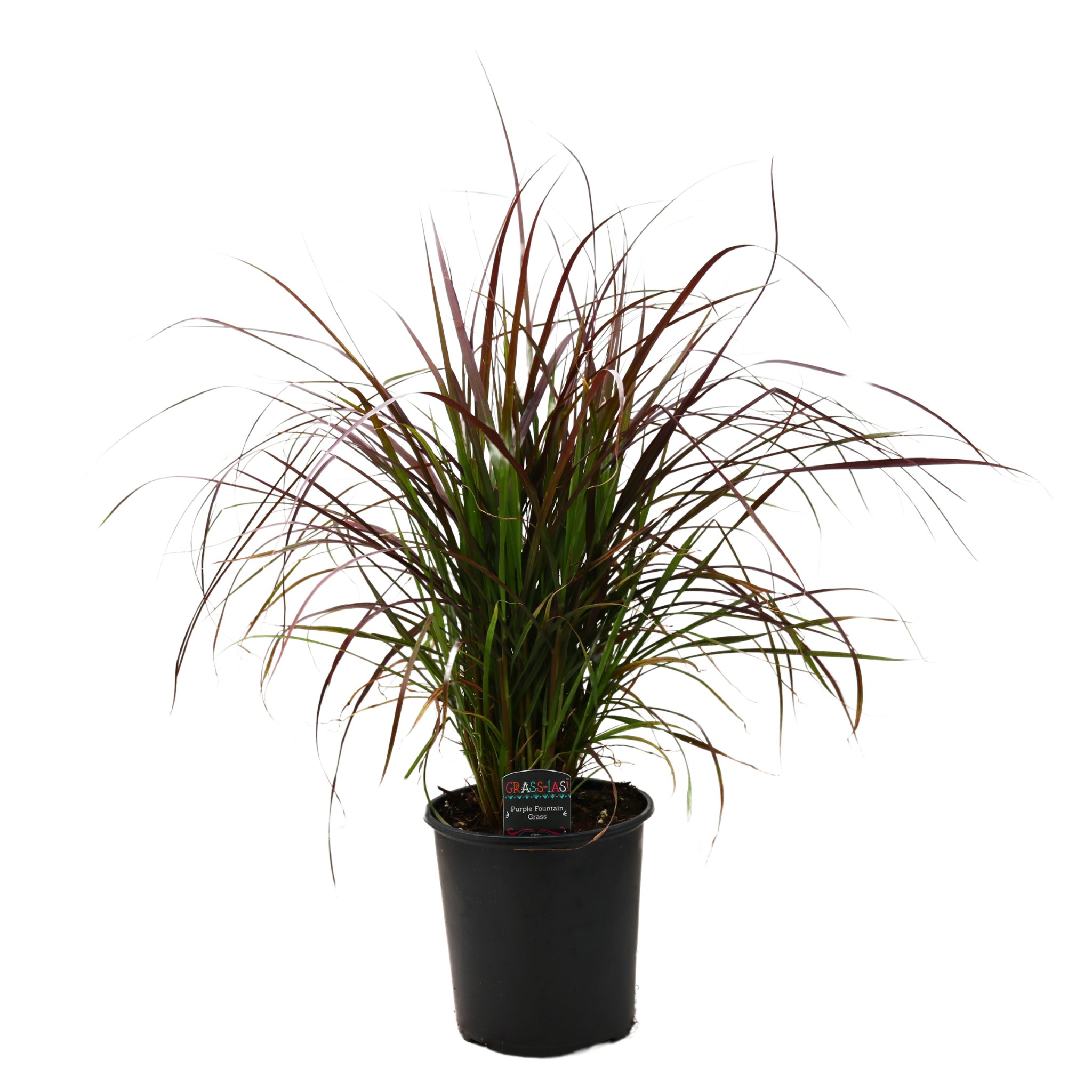 Spring Creek Growers Grassias Purple Fountain Grass - Shop Potted ...