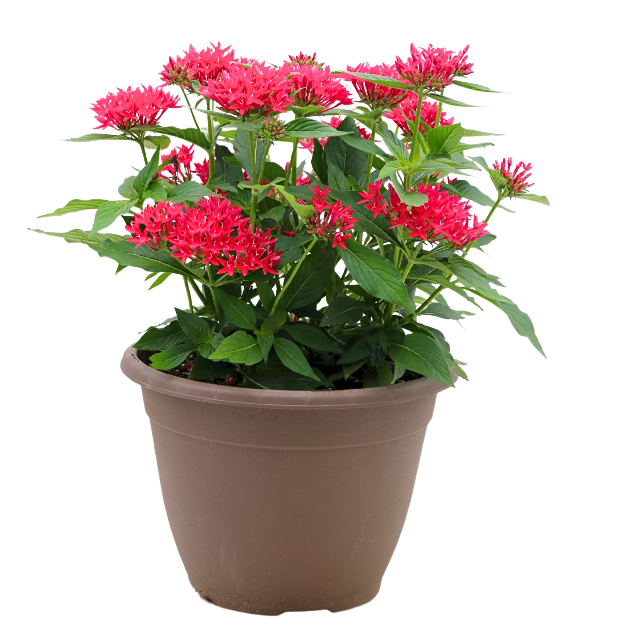 Spring Creek Growers Pentas Graffiti - Lipstick - Shop Potted plants at ...