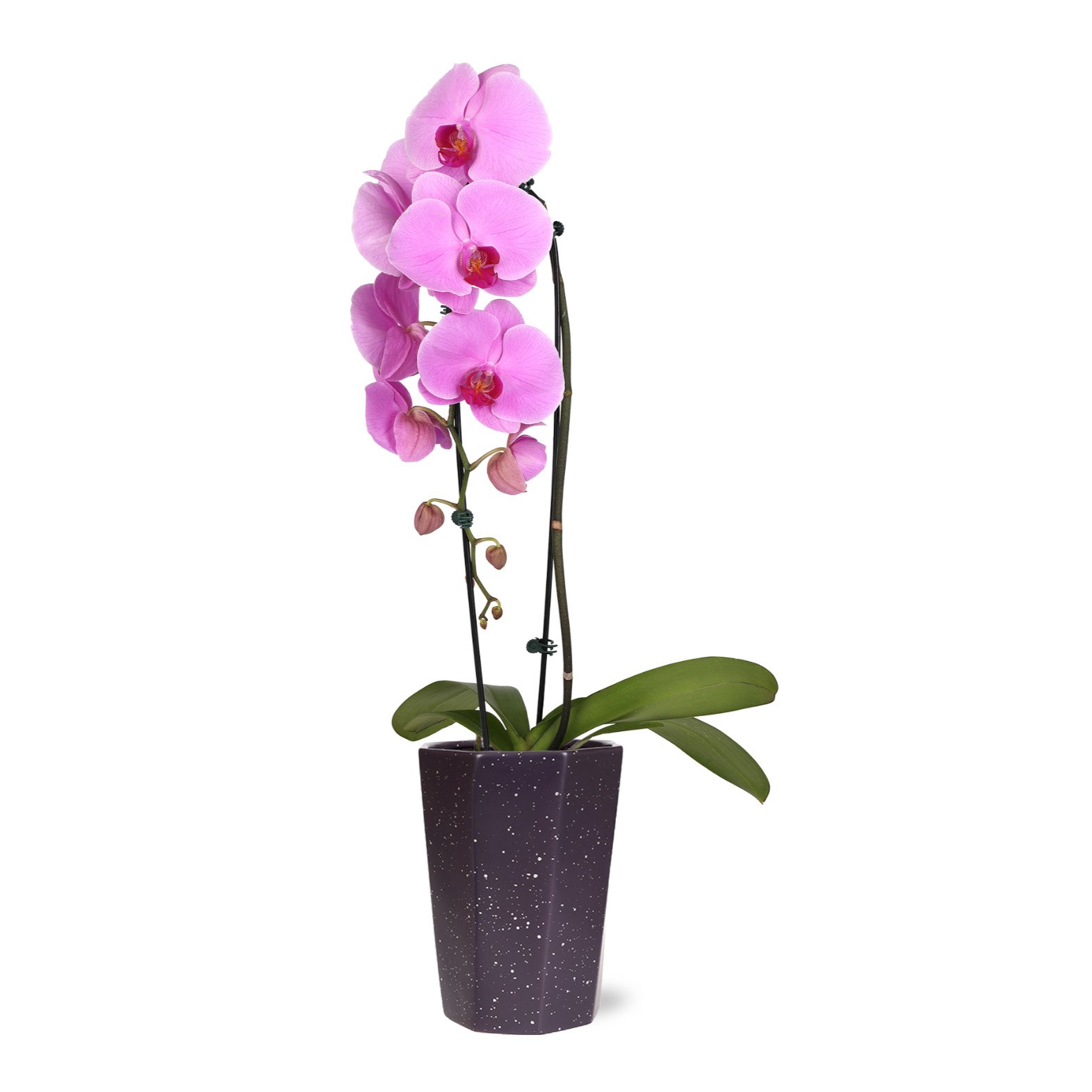 BLOOMS by H-E-B Potted 5" Waterfall Orchid - Shop Flowers ...
