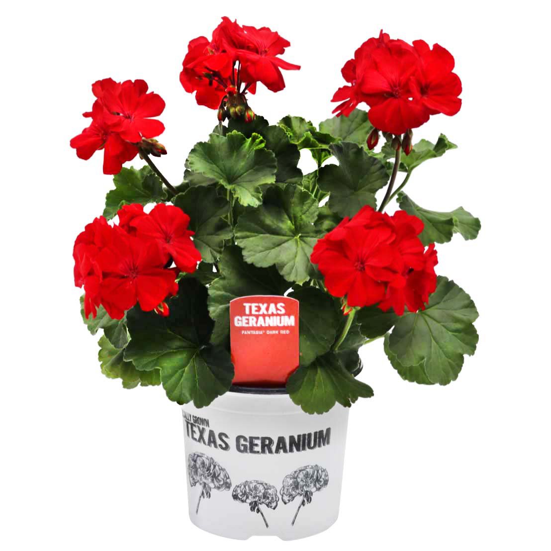 Spring Creek Growers Fantasia Dark Red Texas Geranium Potted Plant ...