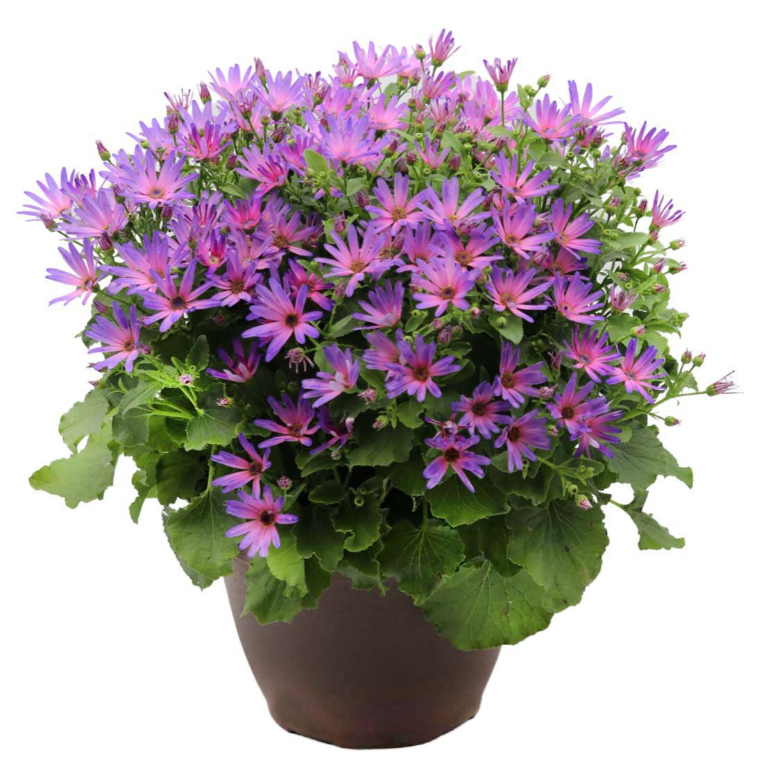 Spring Creek Growers Senetti Magic Salmon Potted Plant - Shop Patio ...